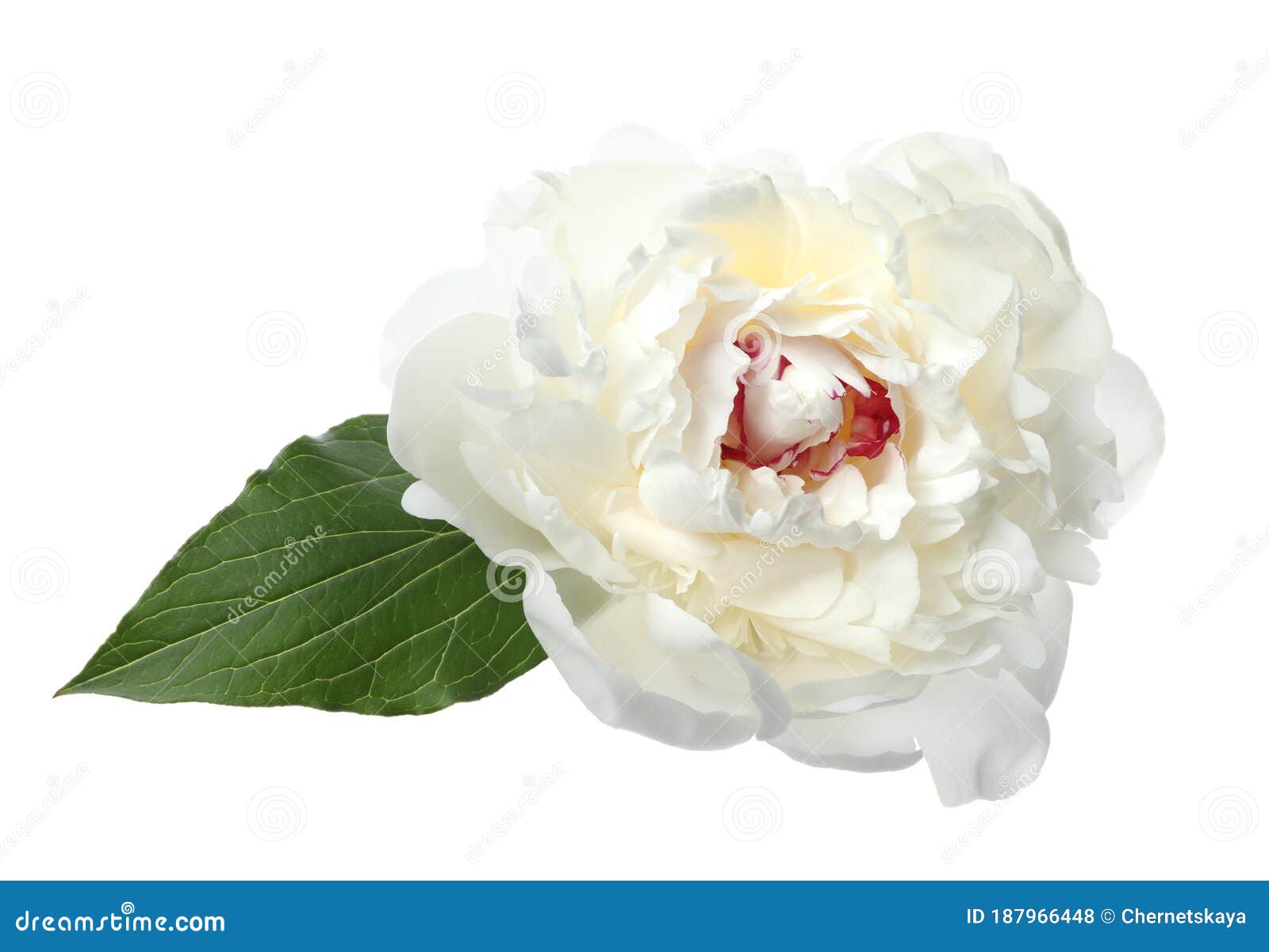Beautiful Fragrant Peony Flower Isolated Stock Photo - Image of natural ...