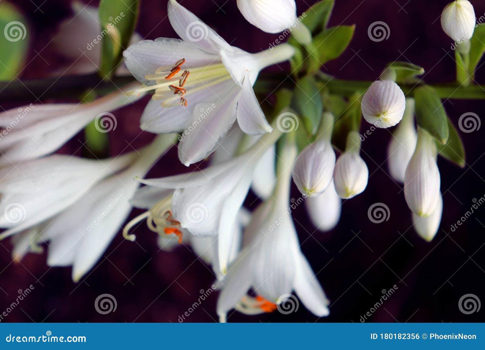 Beautiful Fragrant Plantain Lily or Hosta Plantaginea Flower Blossoming ... Beautiful Fragrant Plantain Lily or Hosta Plantaginea Flower Blossoming ...
