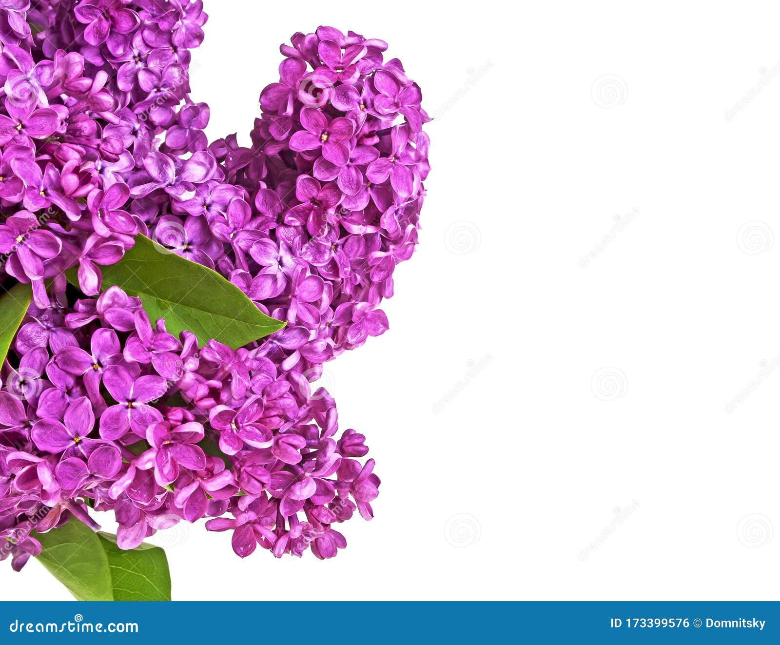 Beautiful Fragrant Purple Lilac on White Background, with Space for ...