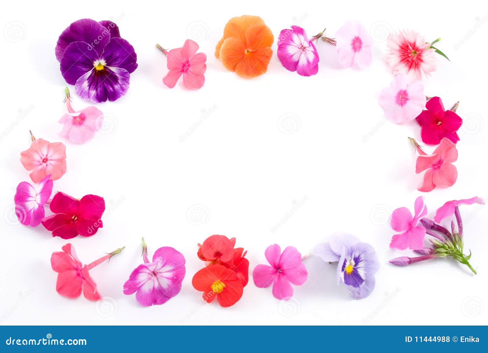 Beautiful frame of flowers stock photo. Image of close - 11444988