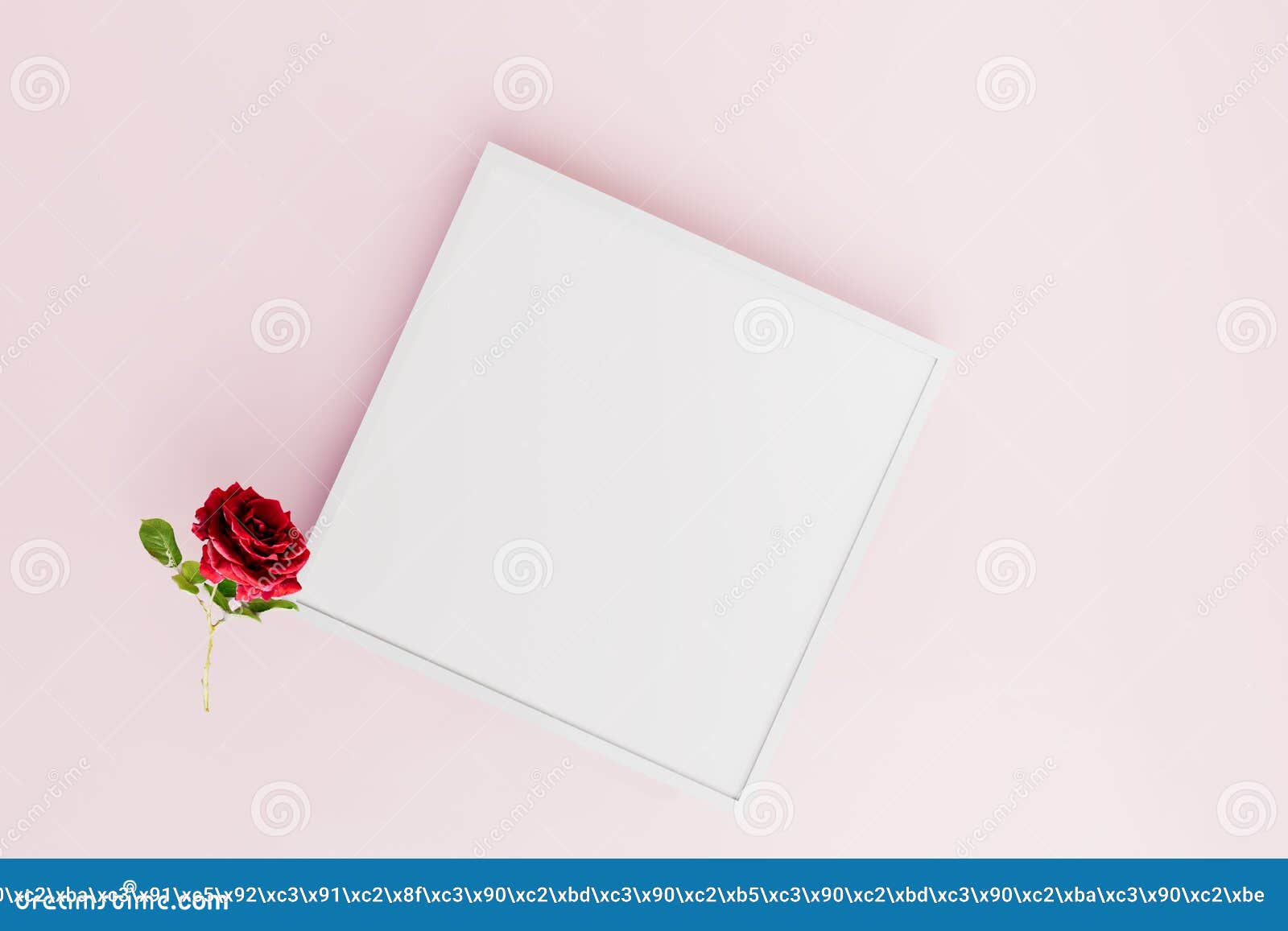 Beautiful Frame for Photos with a Rose on a Pastel Background. Copy ...