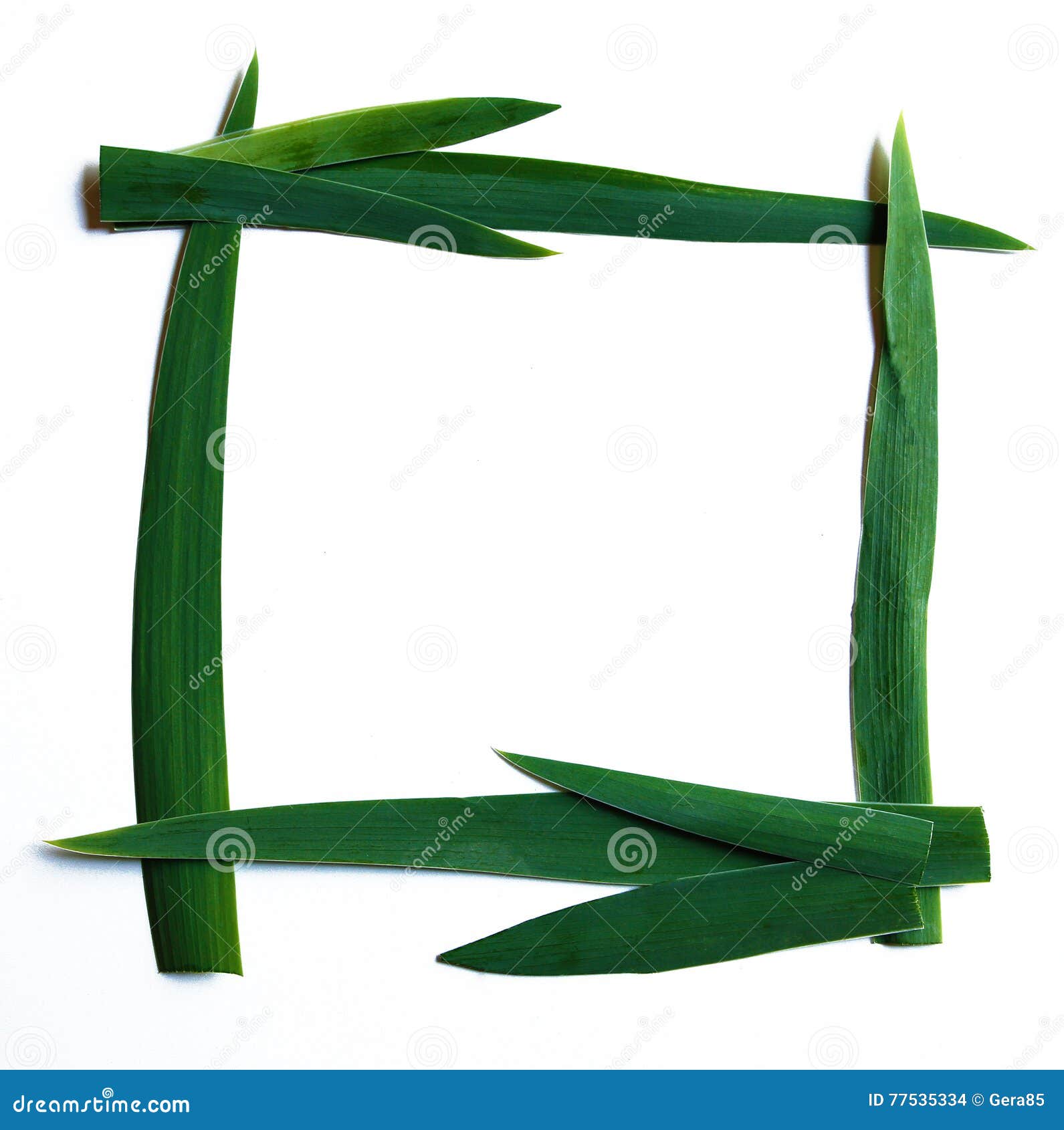 Beautiful Frame with Plants Stock Photo - Image of summer, flowers ...