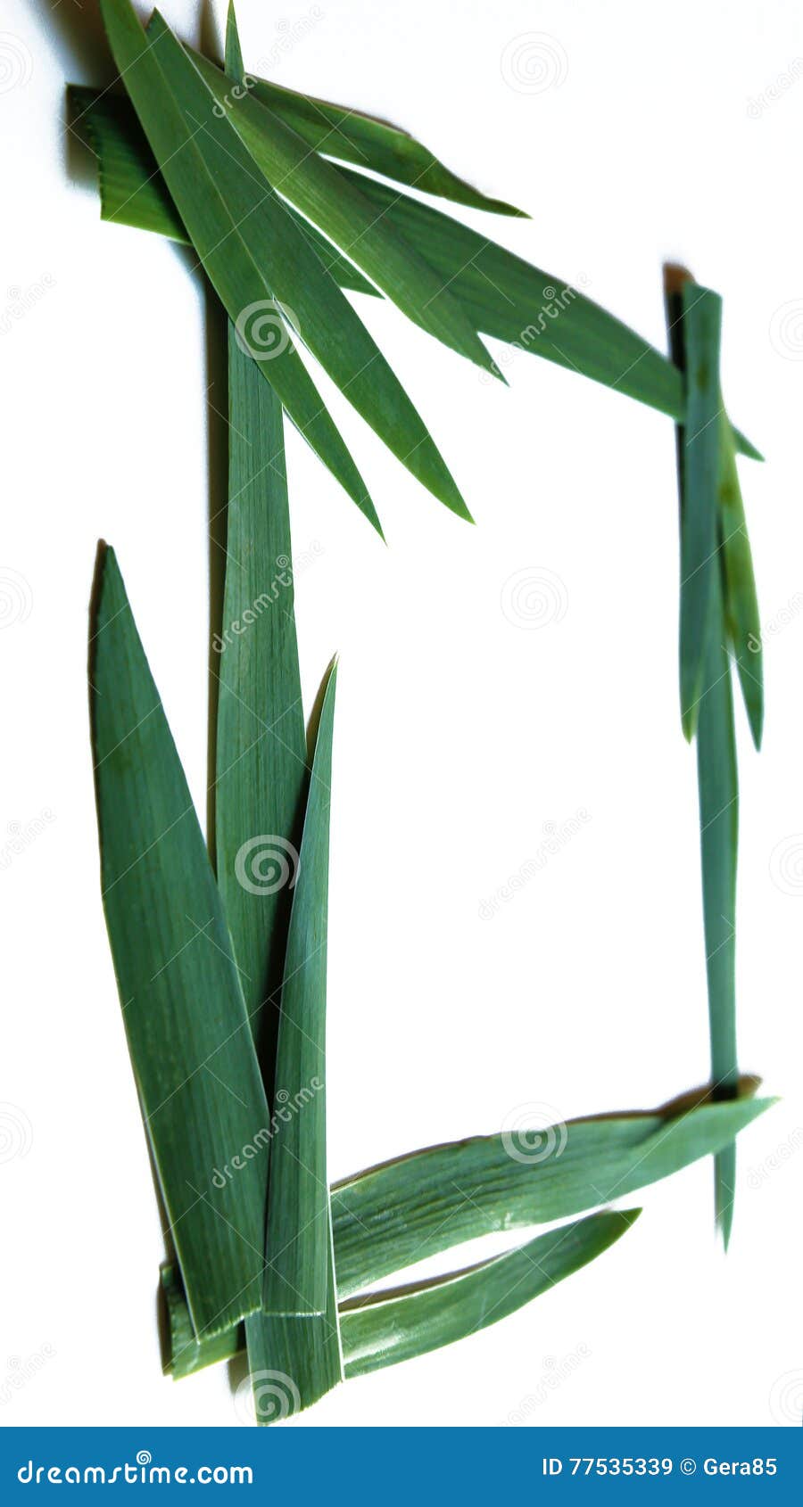 Beautiful Frame with Plants Stock Image - Image of frame, decoration ...