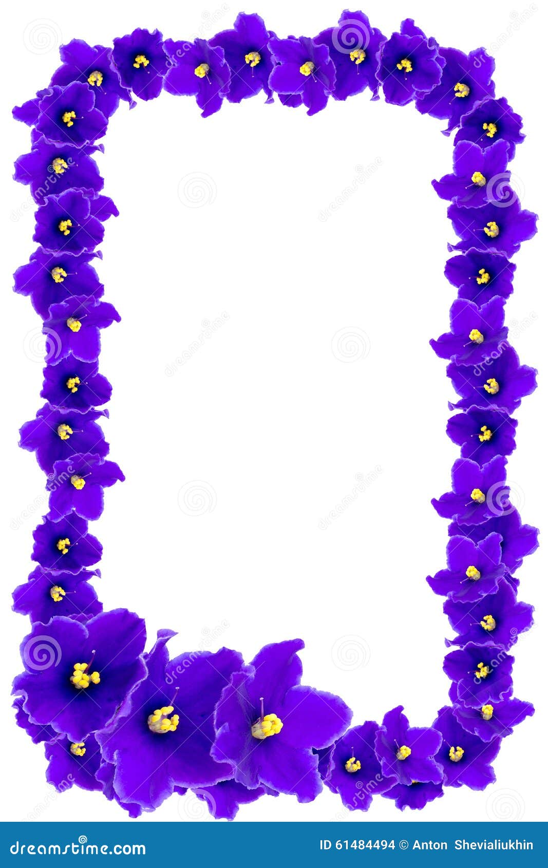Beautiful Frame of Purple Violets on a White Background Stock Photo ...