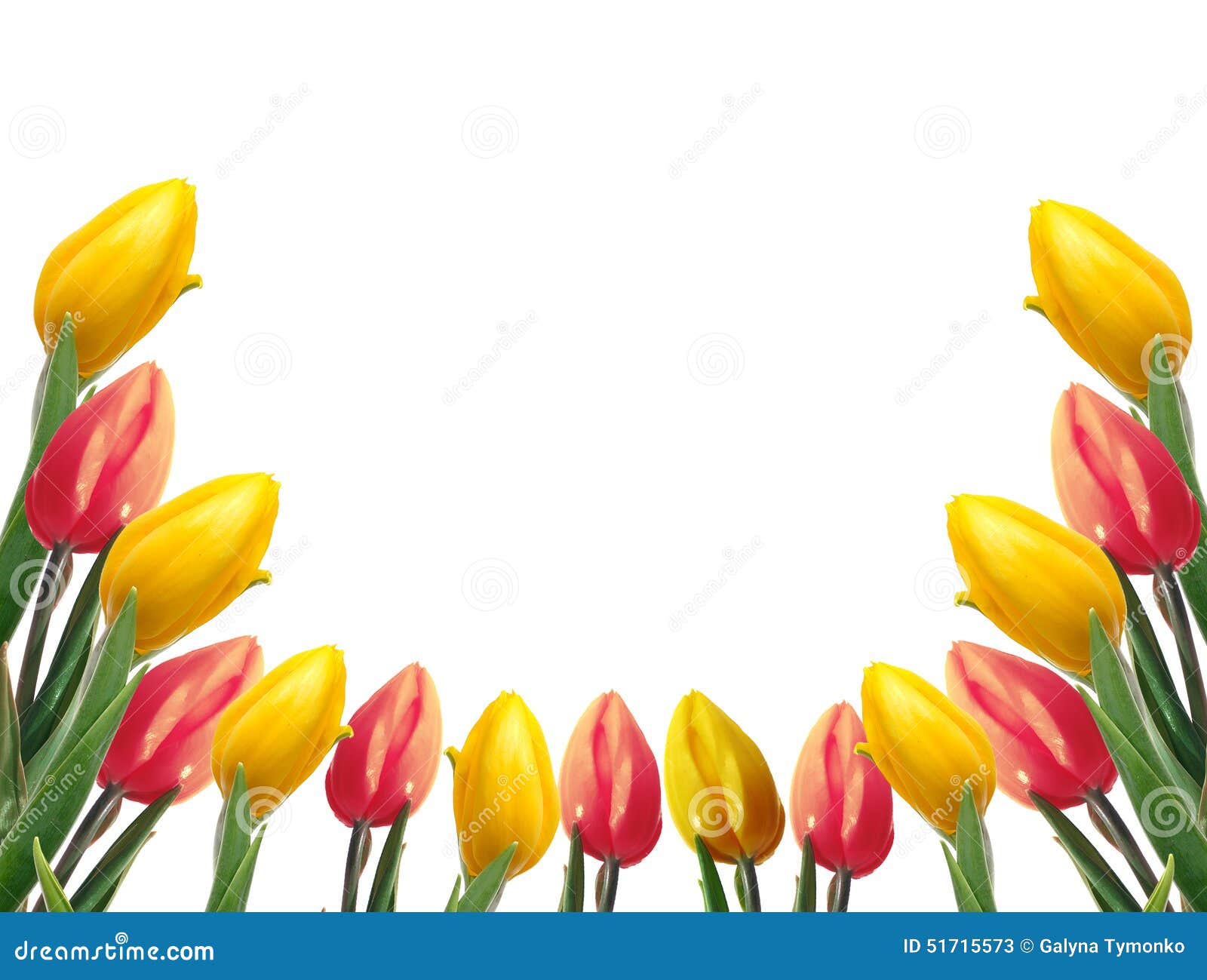 Beautiful Frame with Tulips Stock Image - Image of decorated, bouquet ...