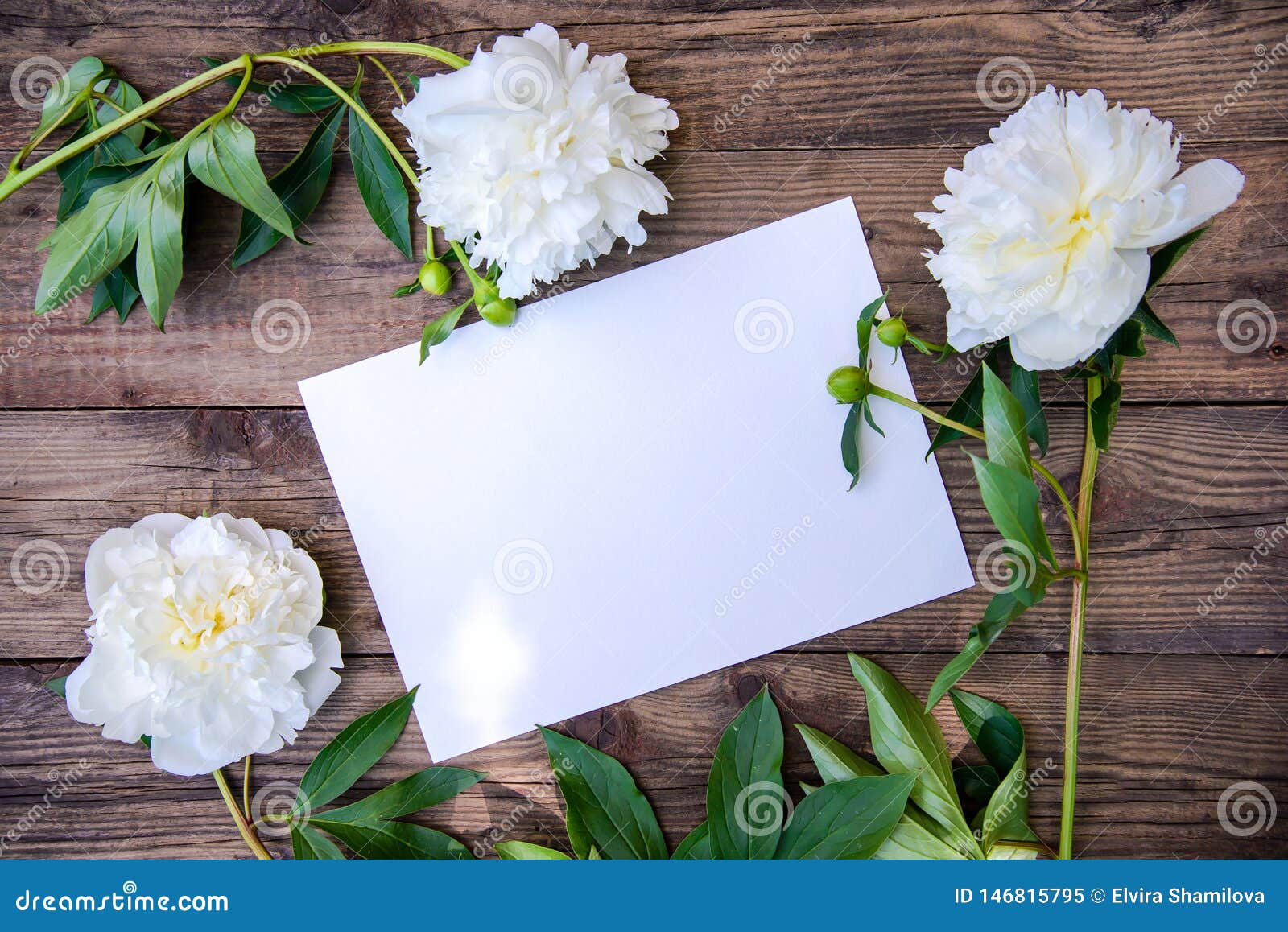 A Beautiful Frame of White Peonies Stock Image - Image of background ...
