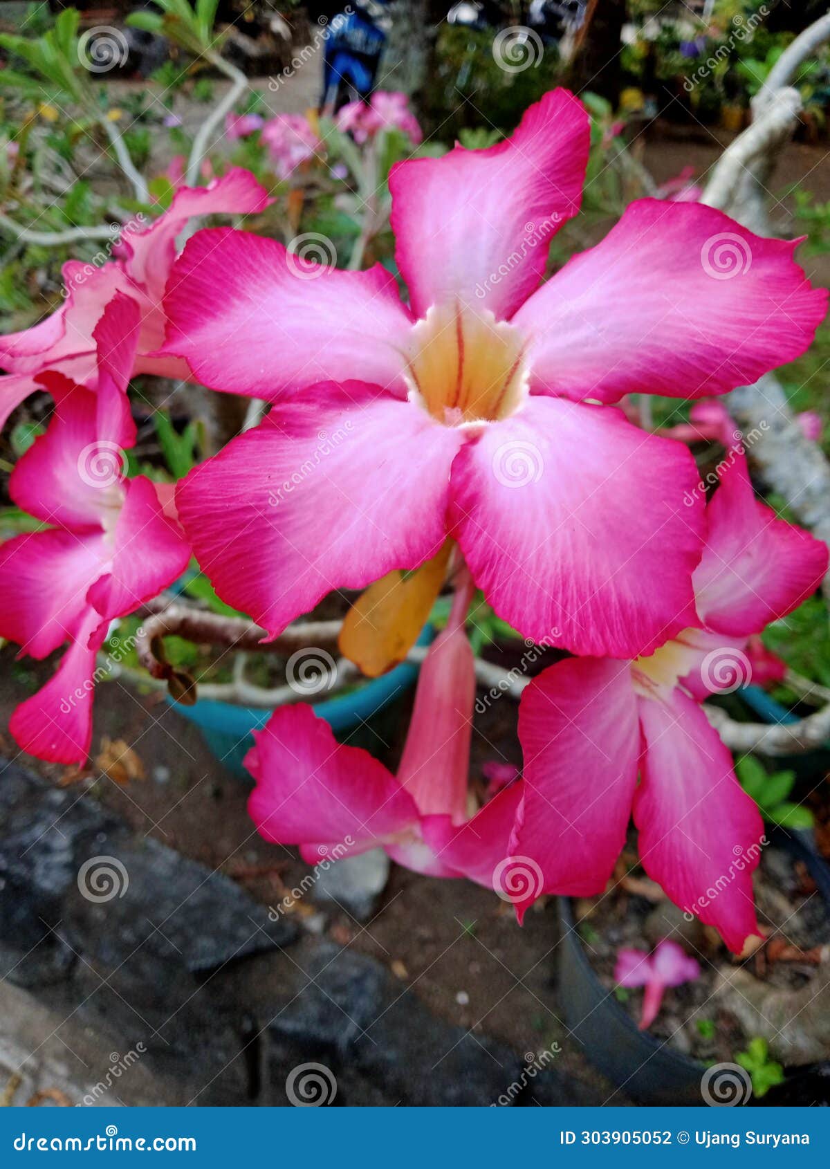Beautiful Frangi Pani Flowers Stock Photo - Image of beautiful ...