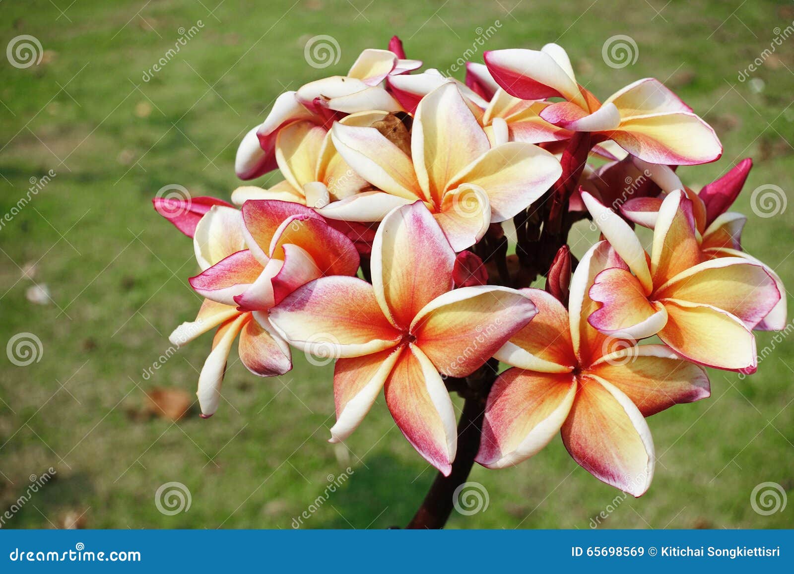 Beautiful Frangipani Flower on Tree Blue Sky Stock Image - Image of ...