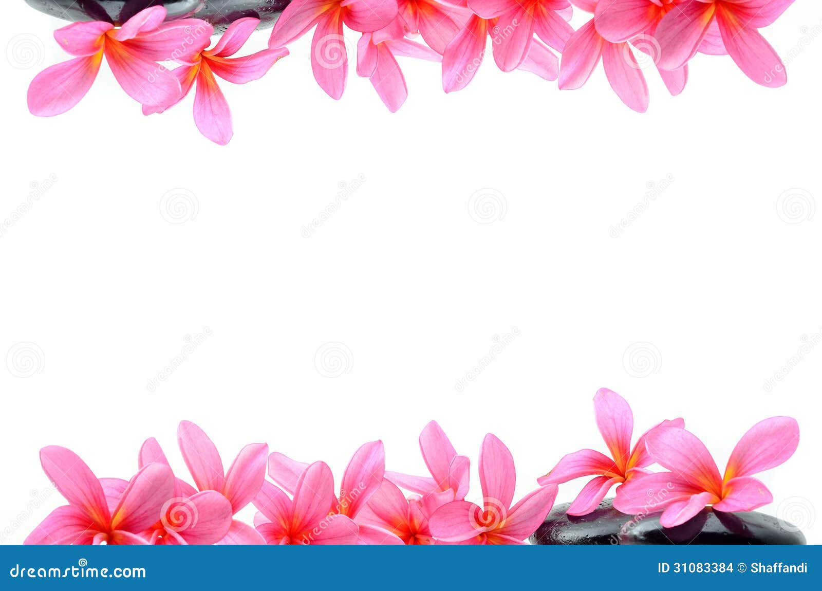 Beautiful Frangipani Flowers Stock Photo - Image of flower, love: 31083384