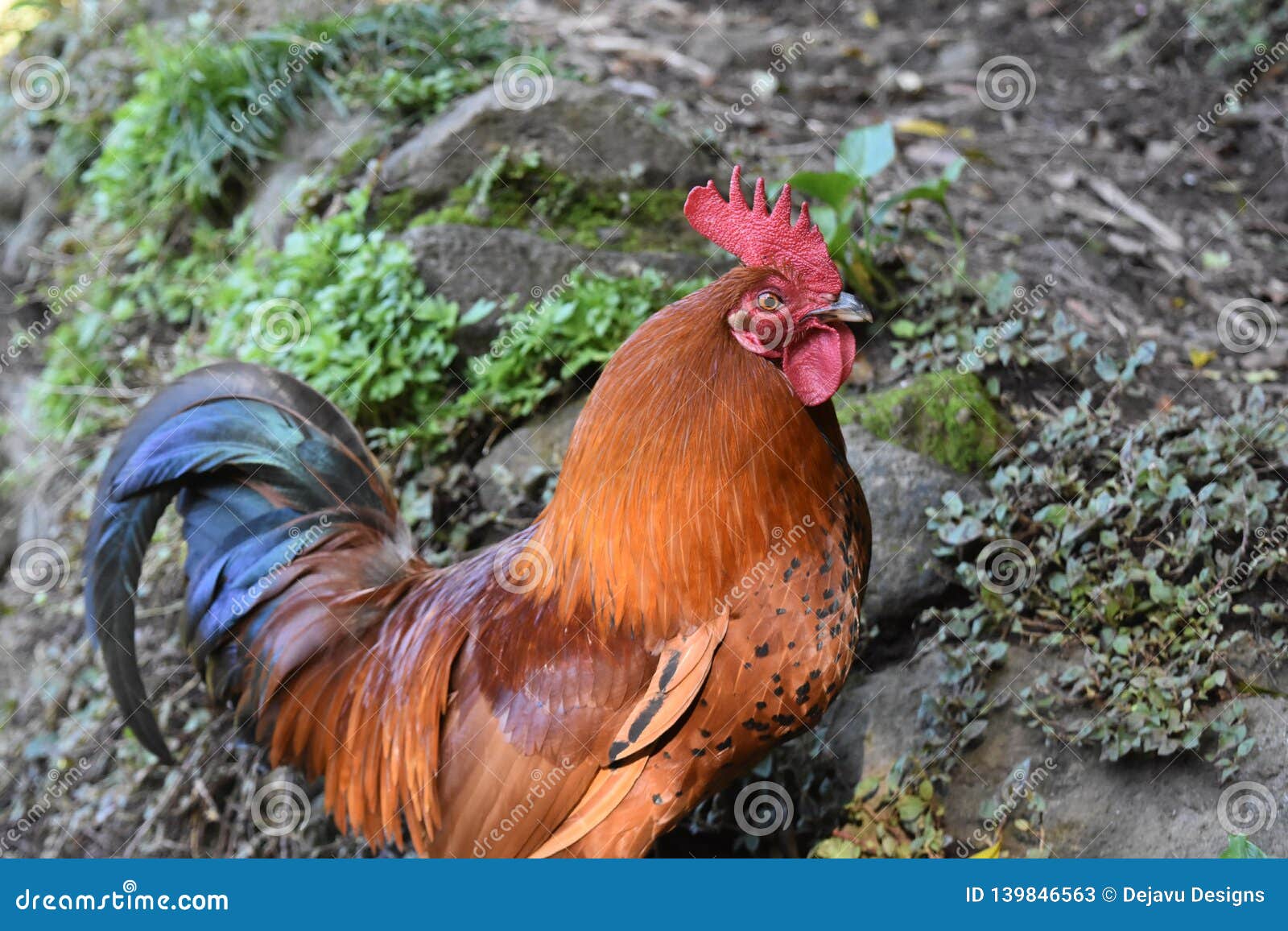 Beautiful Free Range Chicken with Distinctive Markings Stock Image ...