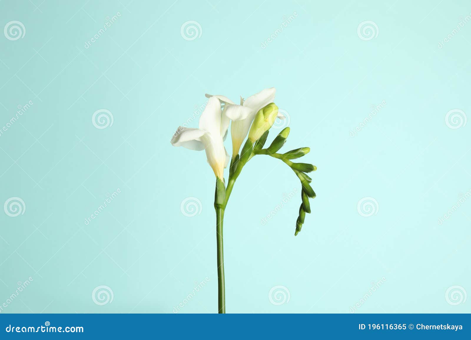 Beautiful Freesia Flowers on Light Blue Background Stock Image - Image ...