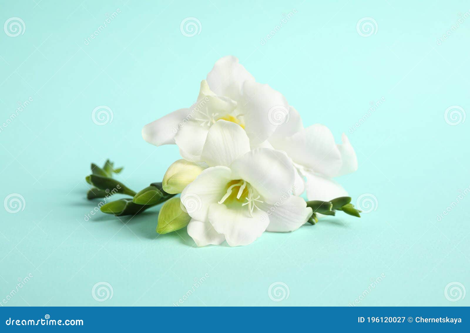 Beautiful Freesia Flowers on Light Blue Background Stock Image - Image ...