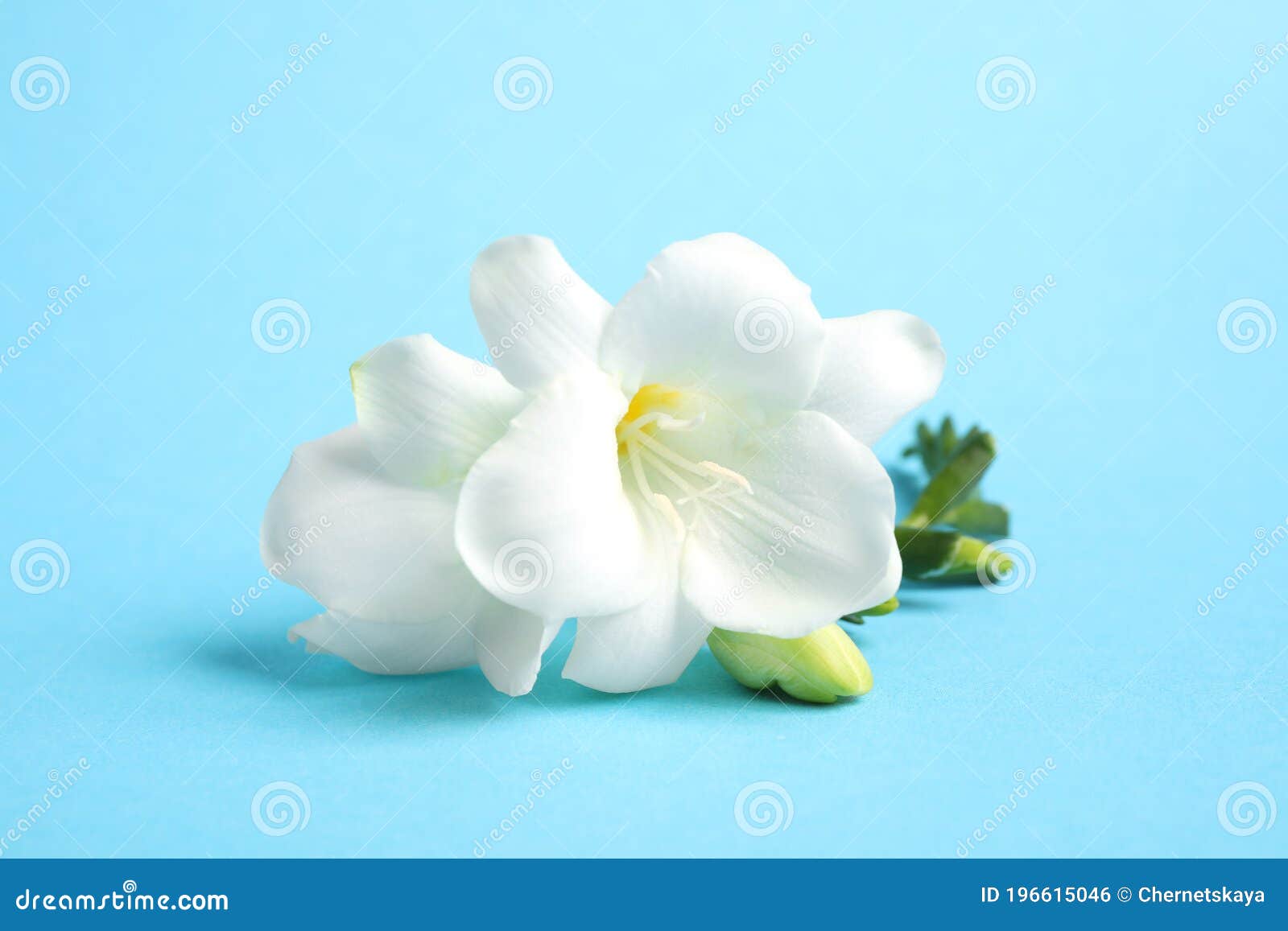 Beautiful Freesia Flowers on Light Blue Background Stock Photo - Image ...