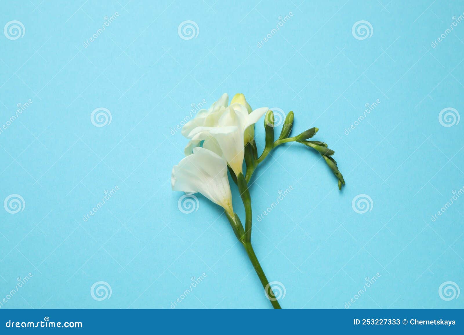 Beautiful Freesia Flowers on Light Blue Background, Top View Stock ...