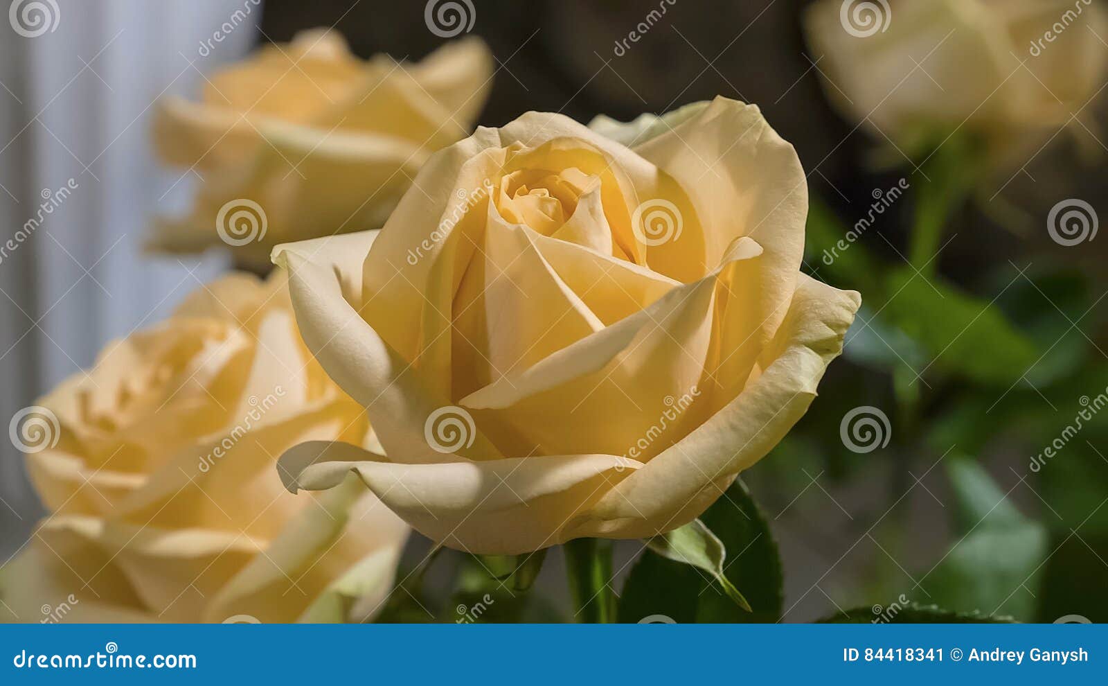 Beautiful Fresh Beige Rose Close Up Stock Image - Image of romantic ...