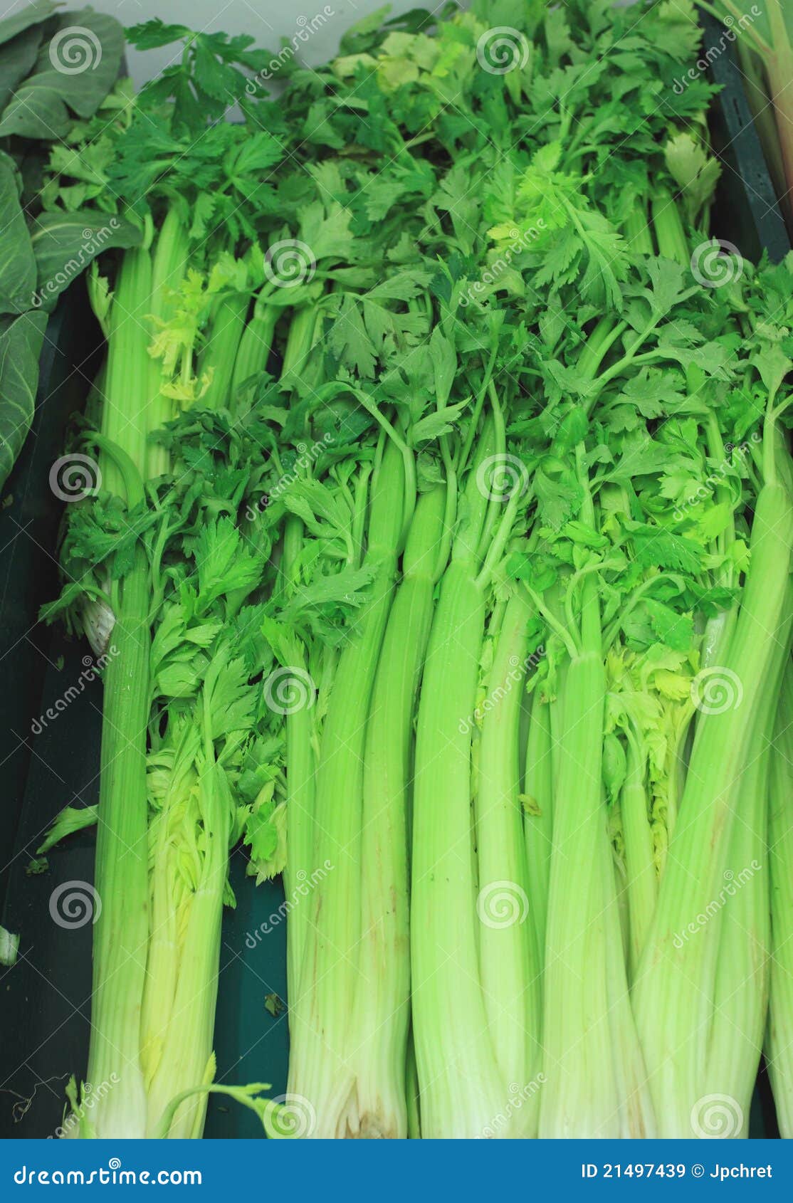 Beautiful fresh celery stock image. Image of produce - 21497439