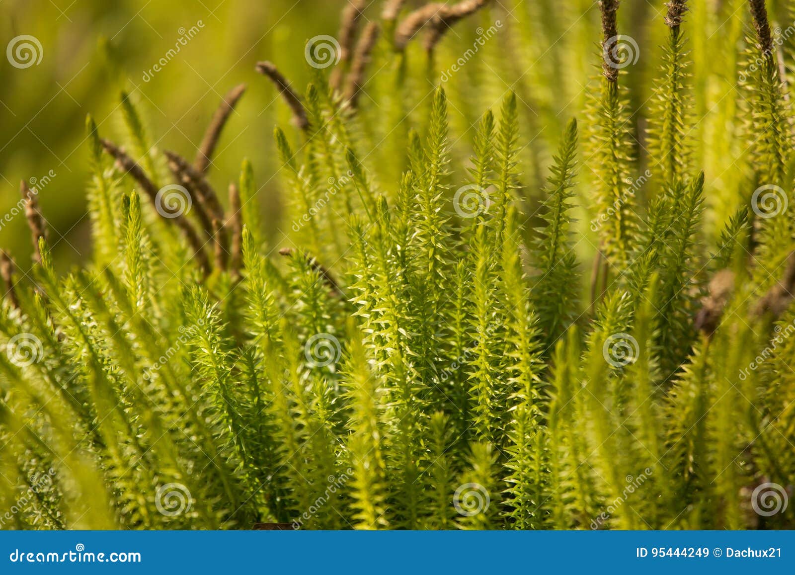 Beautiful, Fresh Creeping Cedars in a Natural Habitat Stock Image ...