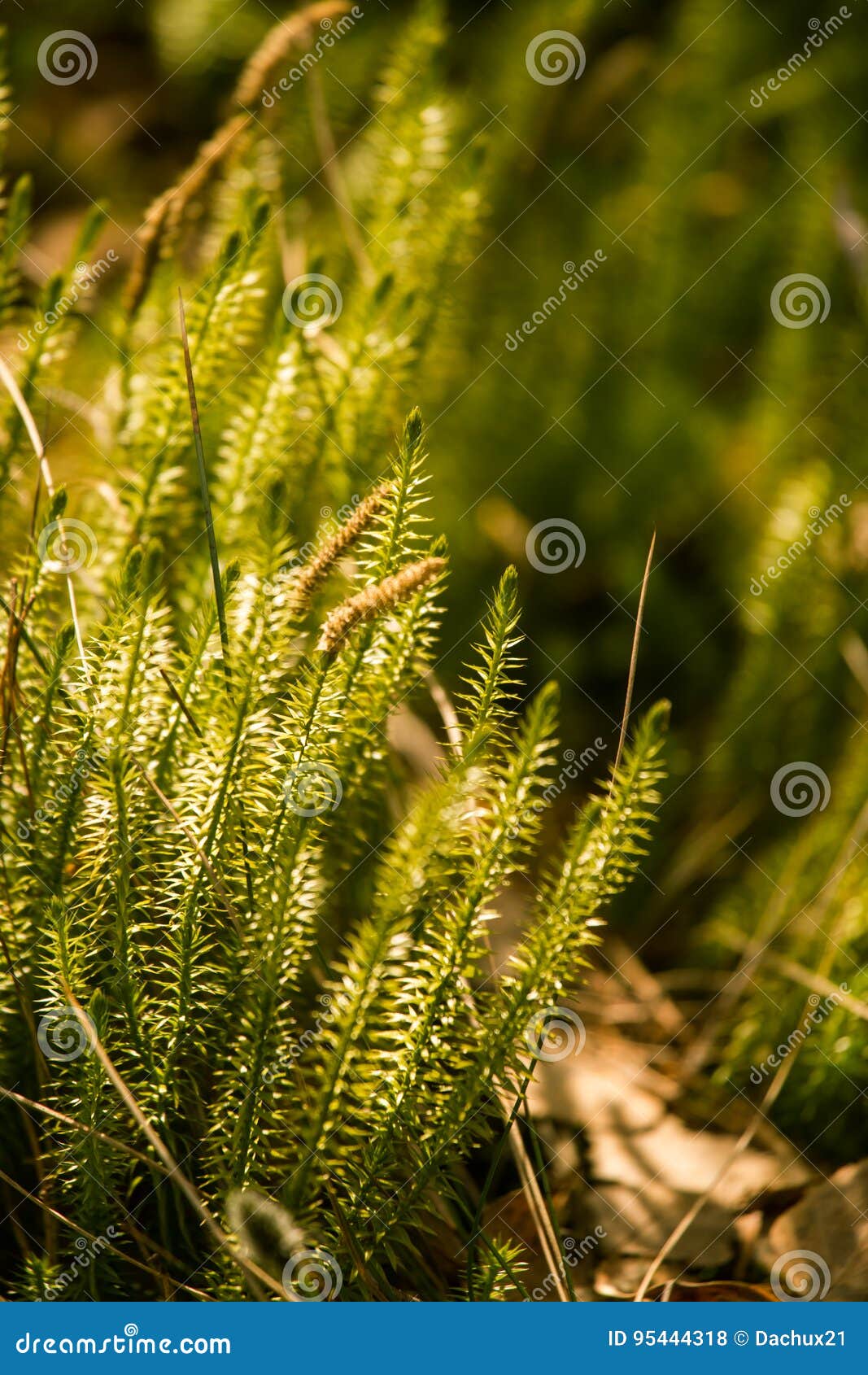 Beautiful, Fresh Creeping Cedars in a Natural Habitat Stock Photo ...