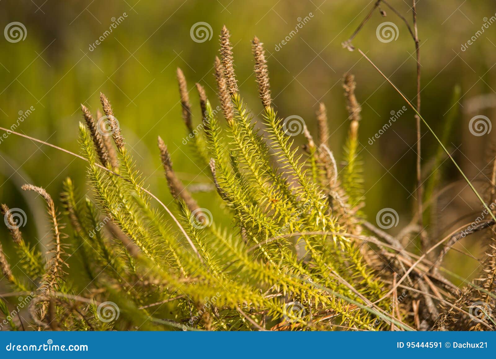 Beautiful, Fresh Creeping Cedars in a Natural Habitat Stock Image ...