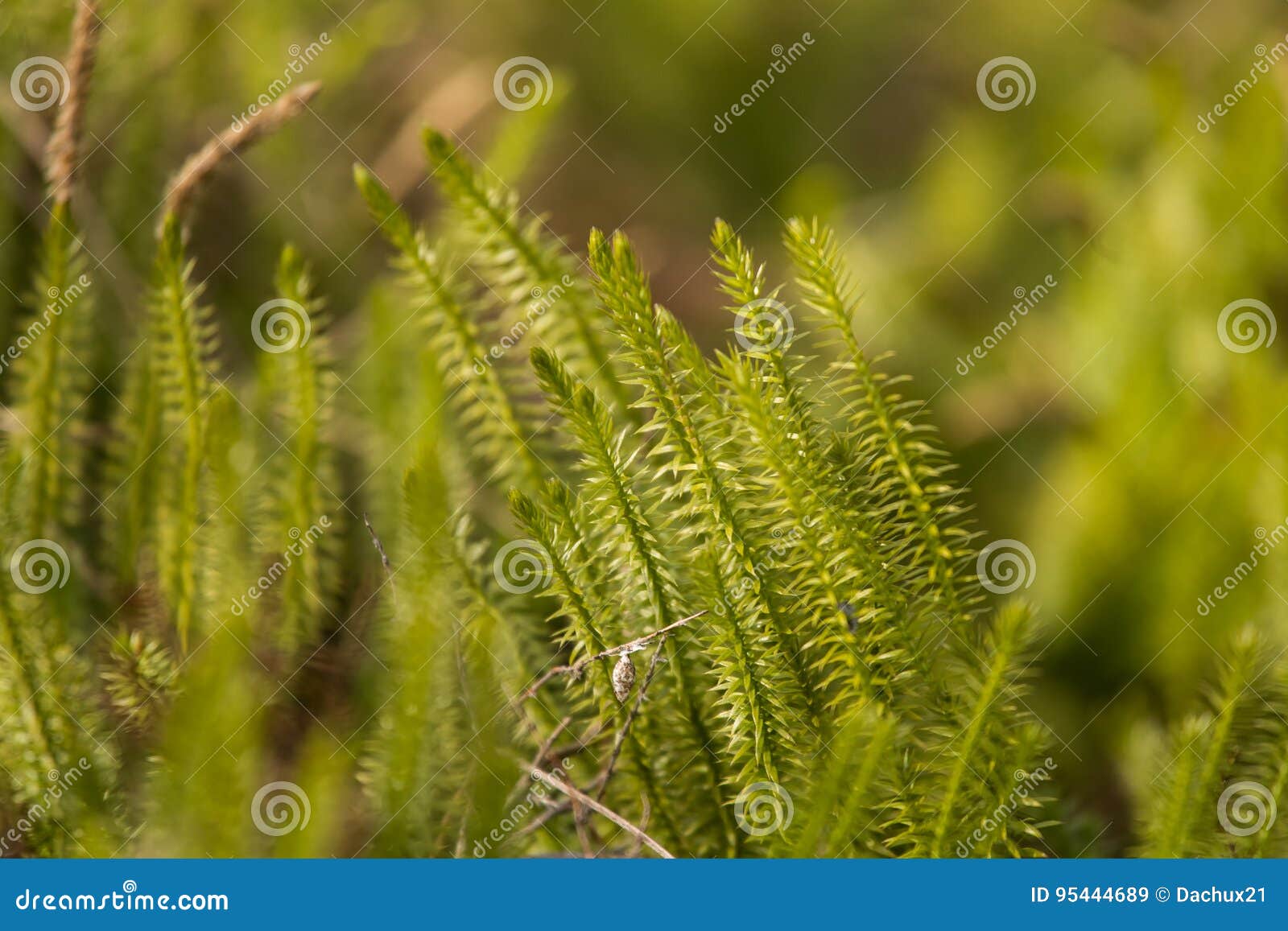 Beautiful, Fresh Creeping Cedars in a Natural Habitat Stock Image ...