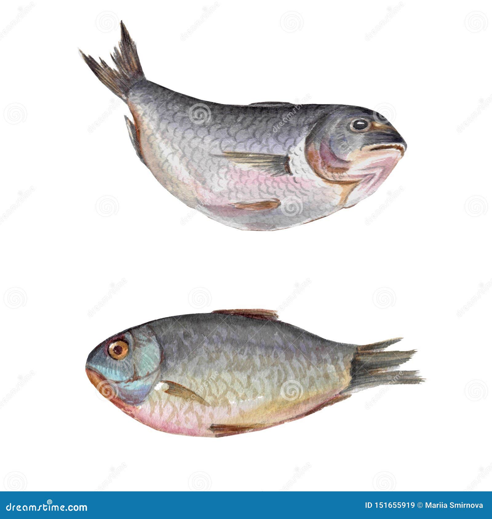 Beautiful Fresh Fish for Cooking. Stock Illustration - Illustration of ...