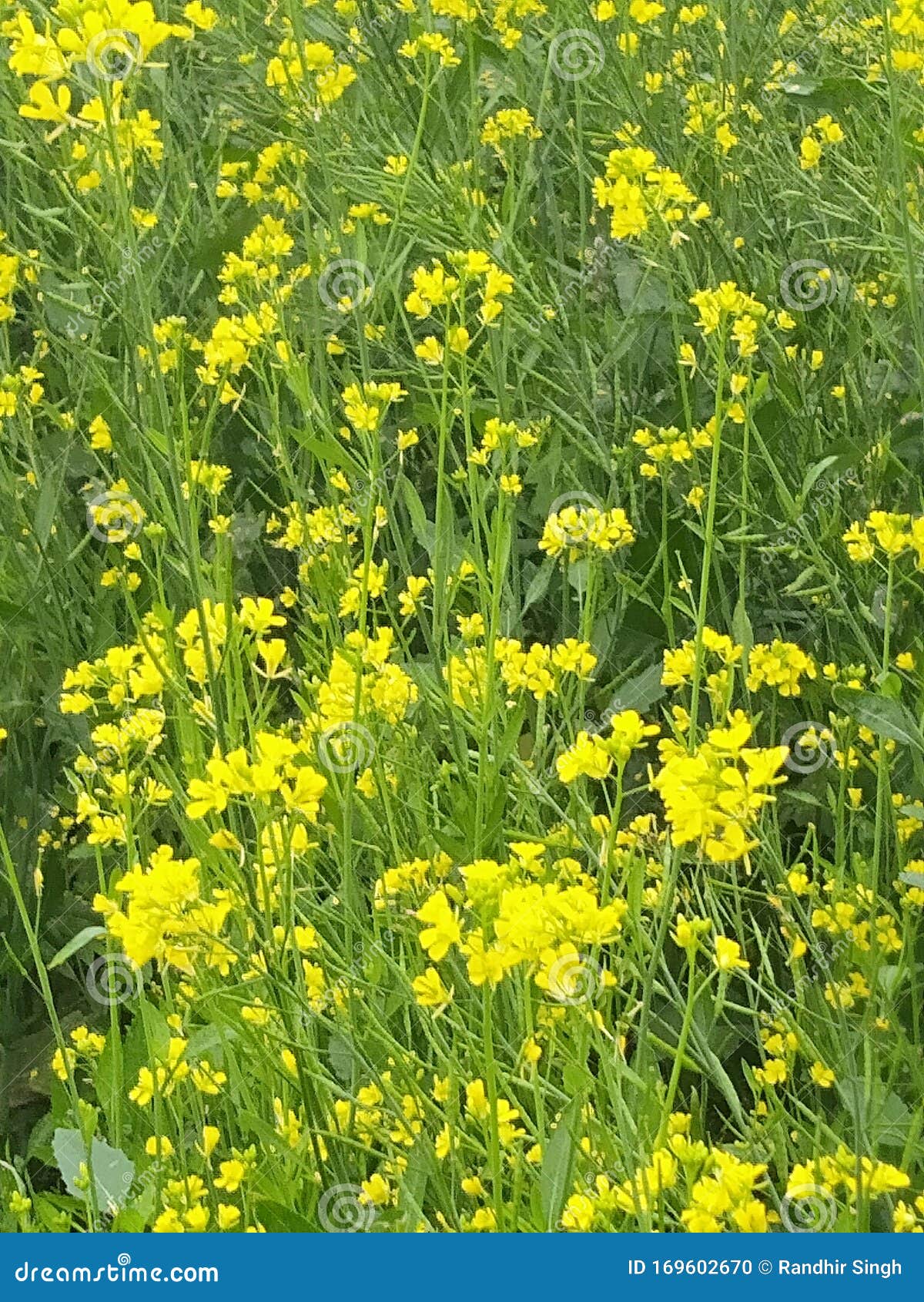Beautiful and Fresh Flowers of Indian Mustards (Sarson) Stock Photo ...