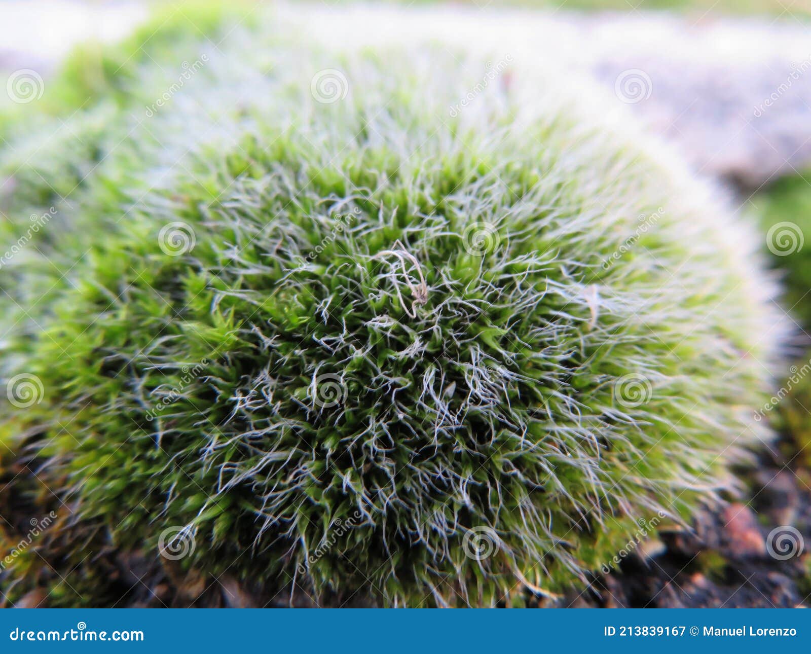 Beautiful Fresh Fluffy Fresh Green Natural Moss Plant Stock Image ...