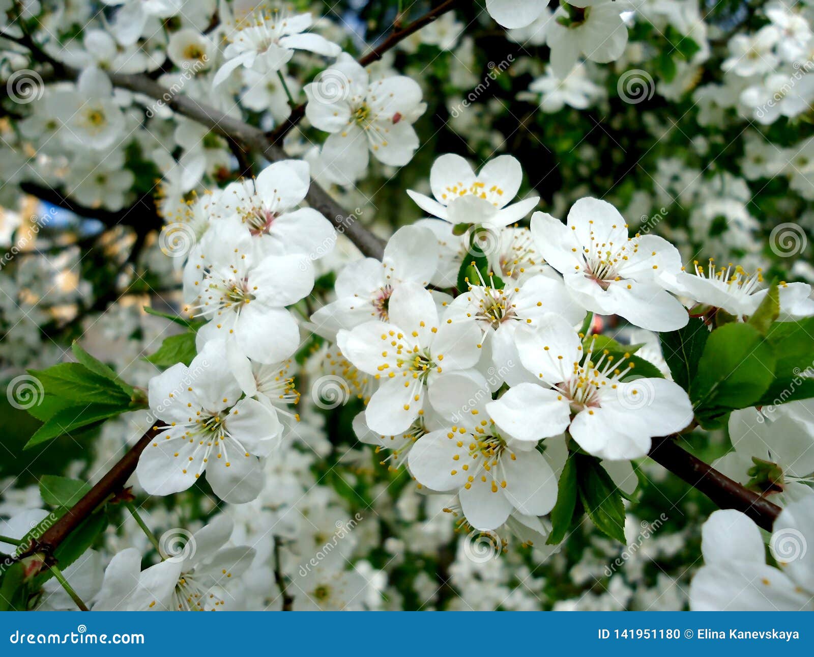Beautiful Beautiful Fresh Fragrant Blooming Apple Trees in the Spring ...