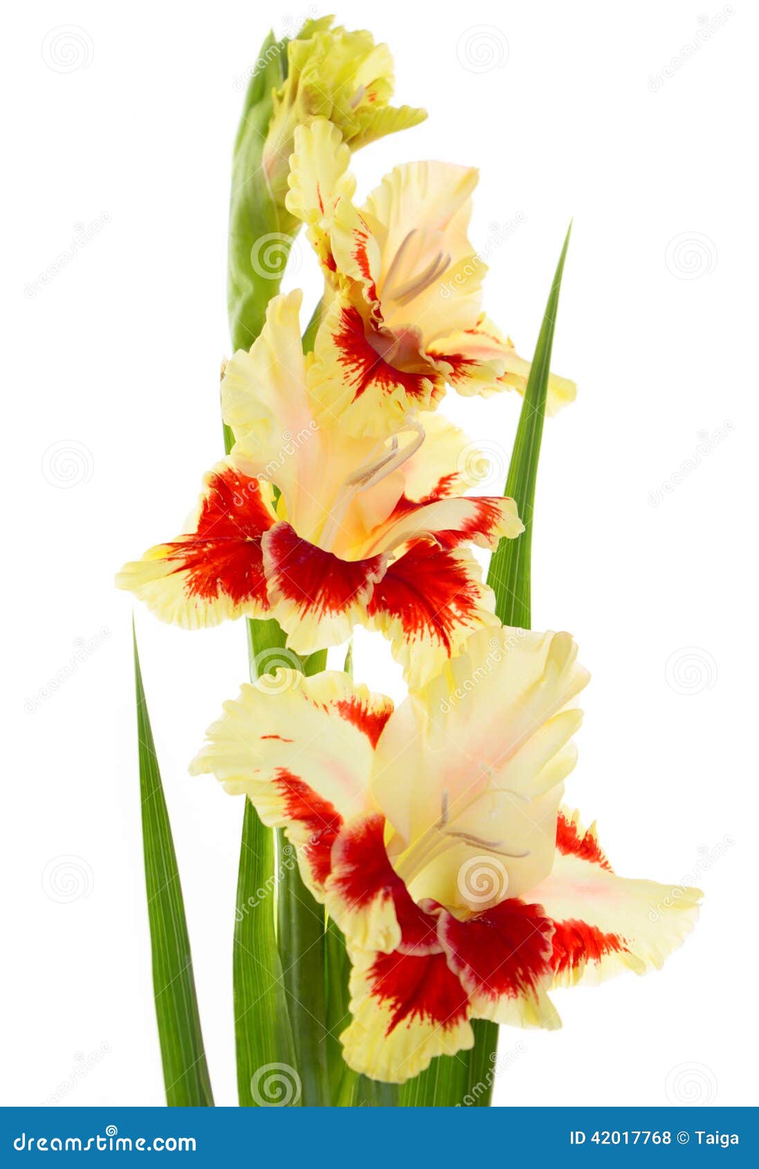 Beautiful Fresh Gladiolus Isolated Stock Photo - Image of flower, love ...