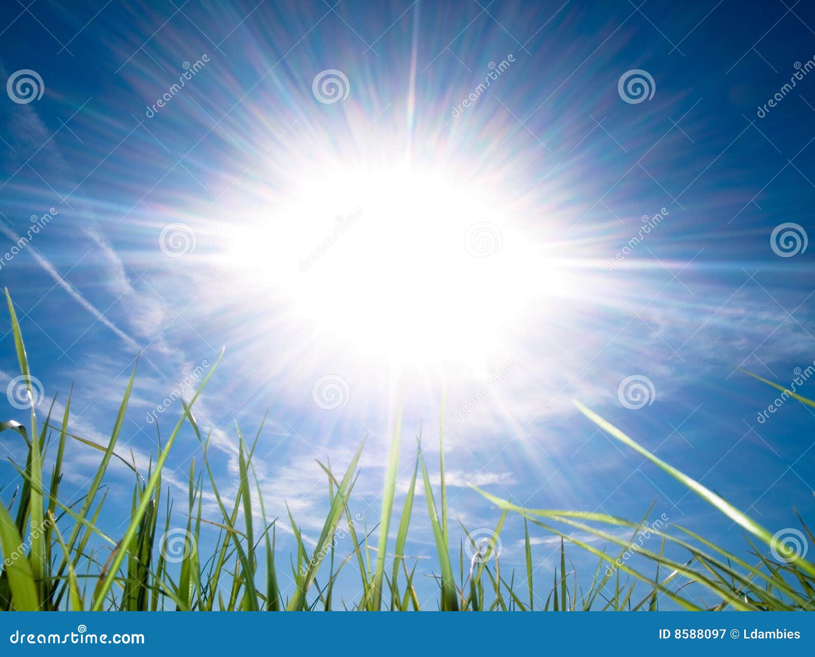 Beautiful Fresh Grass Against Sun at Spring Stock Image - Image of ...