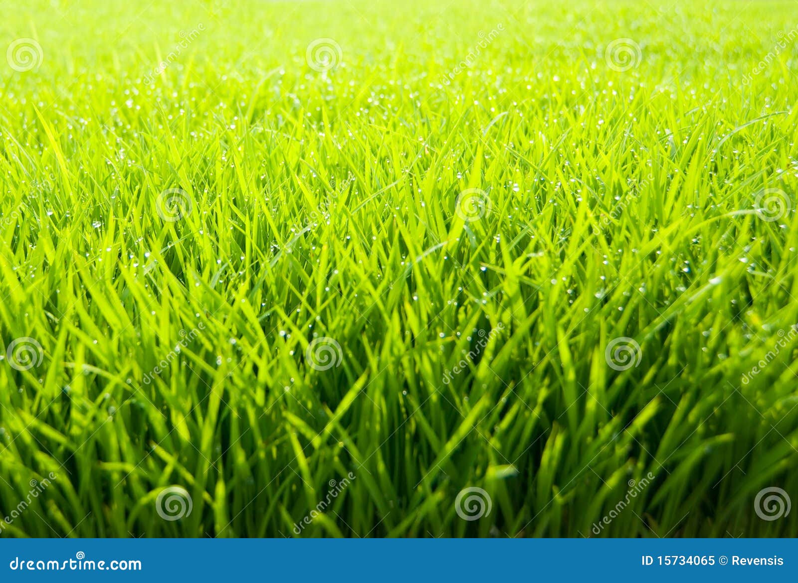 Beautiful and Fresh Grassland Stock Image - Image of agricultural ...