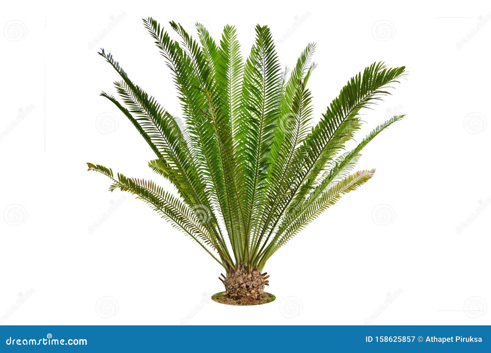 Beautiful Fresh Green Branches and Leaves of Cycad Tree Stock Image ...