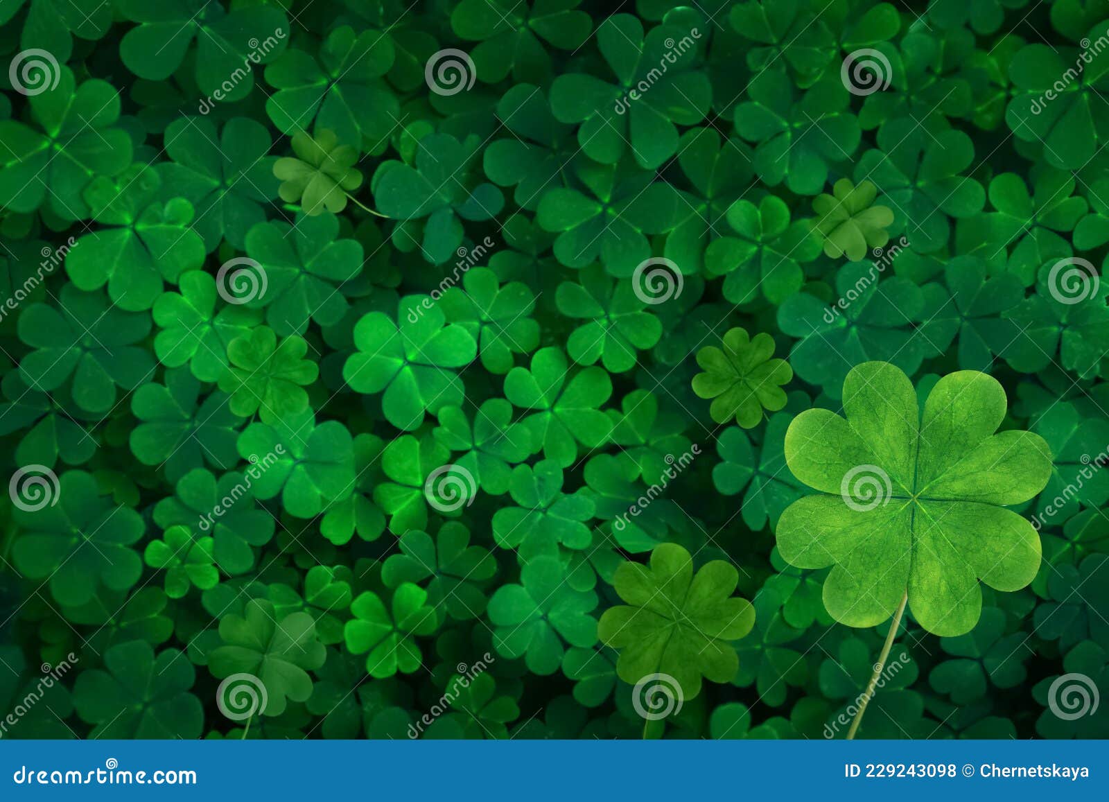 Beautiful Fresh Green Clover Leaves, Top View Stock Photo - Image of ...