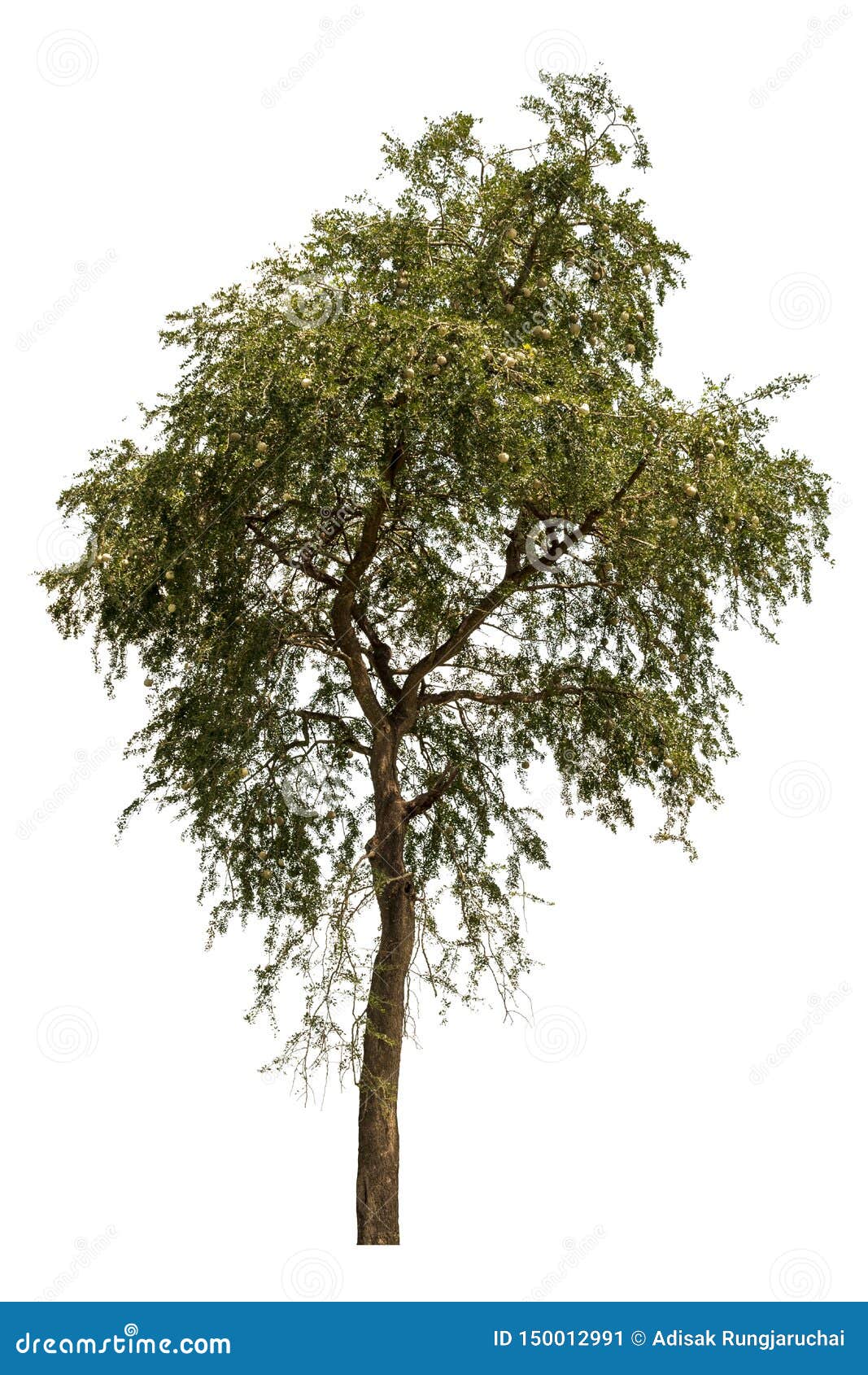 Beautiful Fresh Green Deciduous Tree Isolated on Pure White Background ...