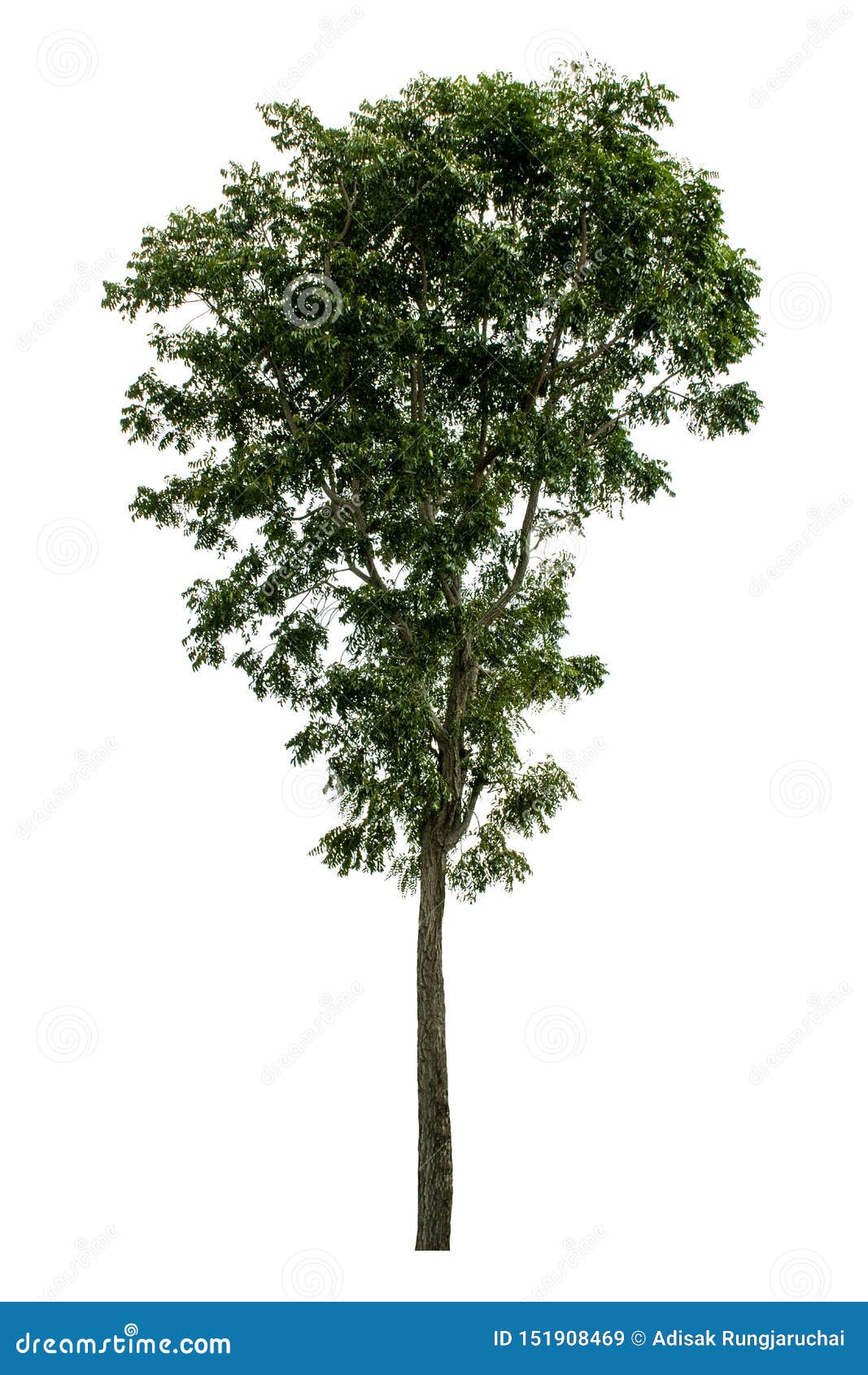 Beautiful Fresh Green Deciduous Tree Isolated on Pure White Background ... Beautiful Fresh Green Deciduous Tree Isolated on Pure White Background ...