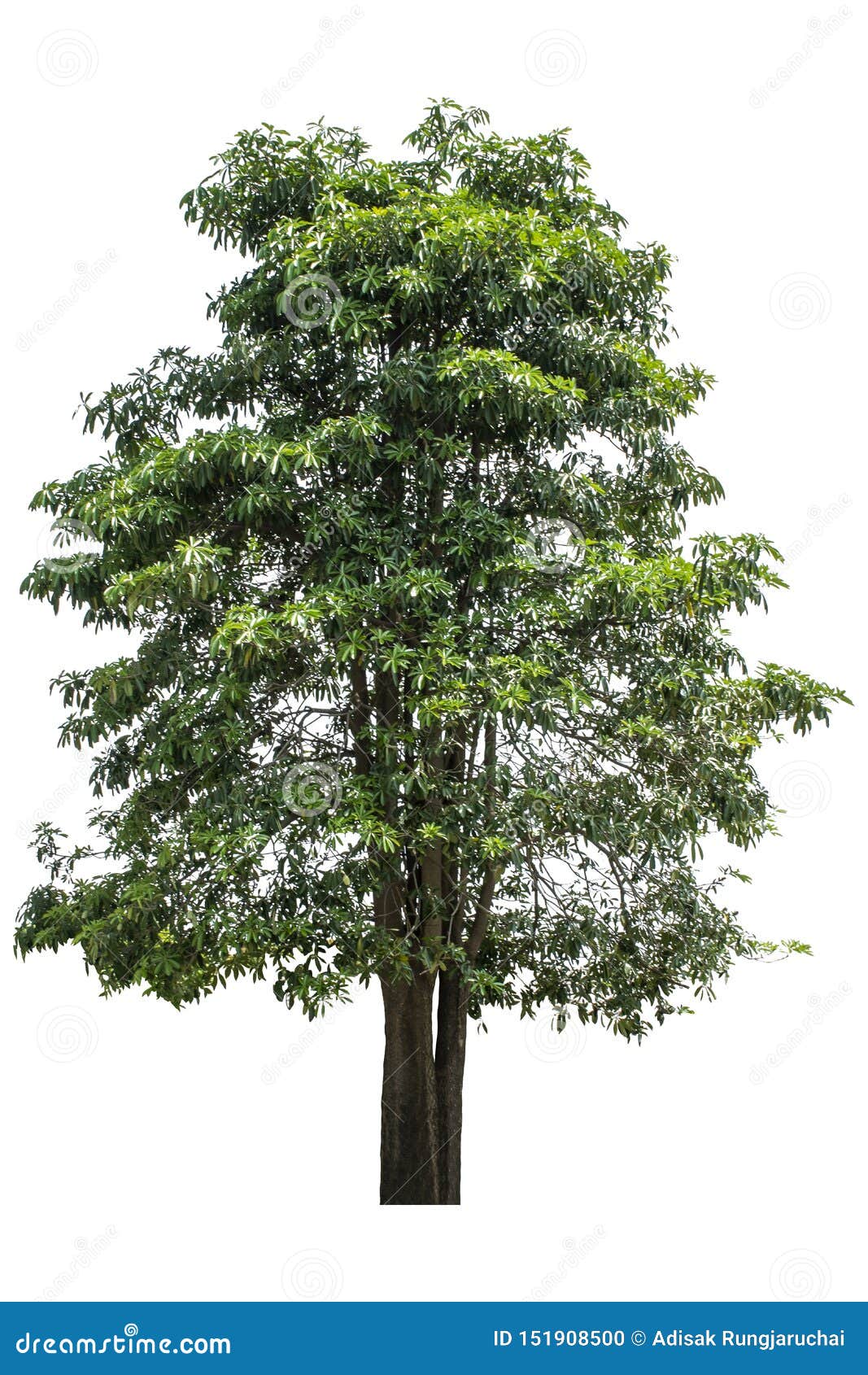 Beautiful Fresh Green Deciduous Tree Isolated on Pure White Background ... Beautiful Fresh Green Deciduous Tree Isolated on Pure White Background ...