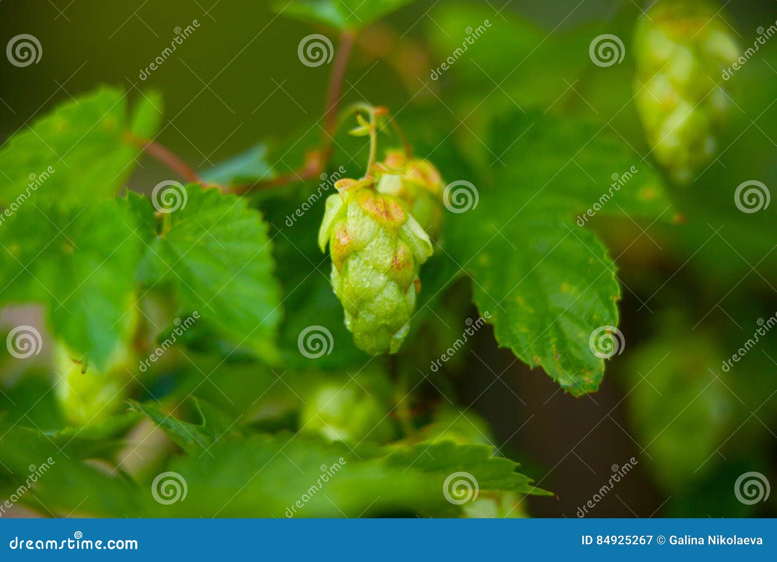 Beautiful Fresh Green Hops on Bush Stock Image - Image of medicinal ...