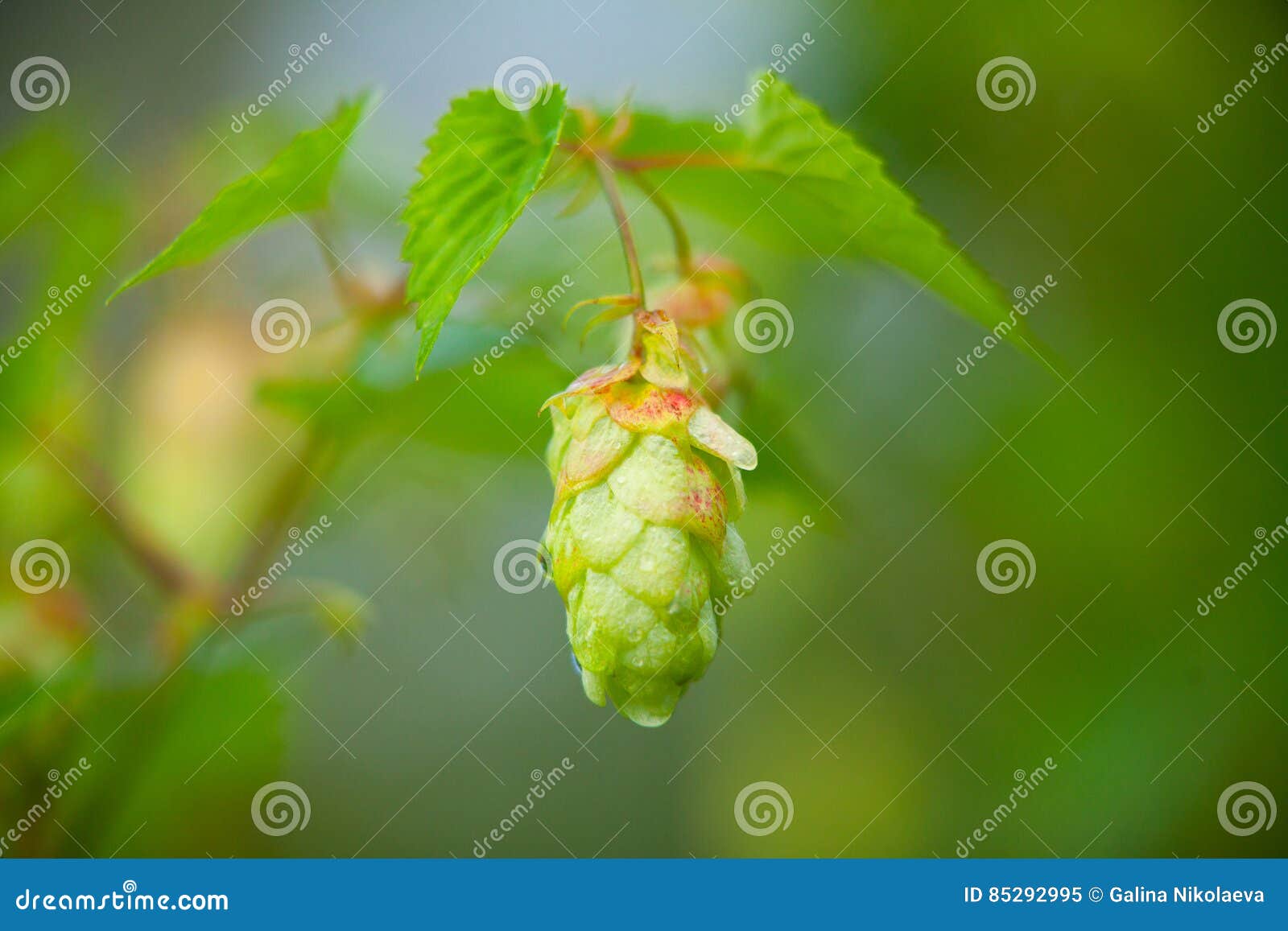 Beautiful Fresh Green Hops on Bush Stock Image - Image of fresh, close ...