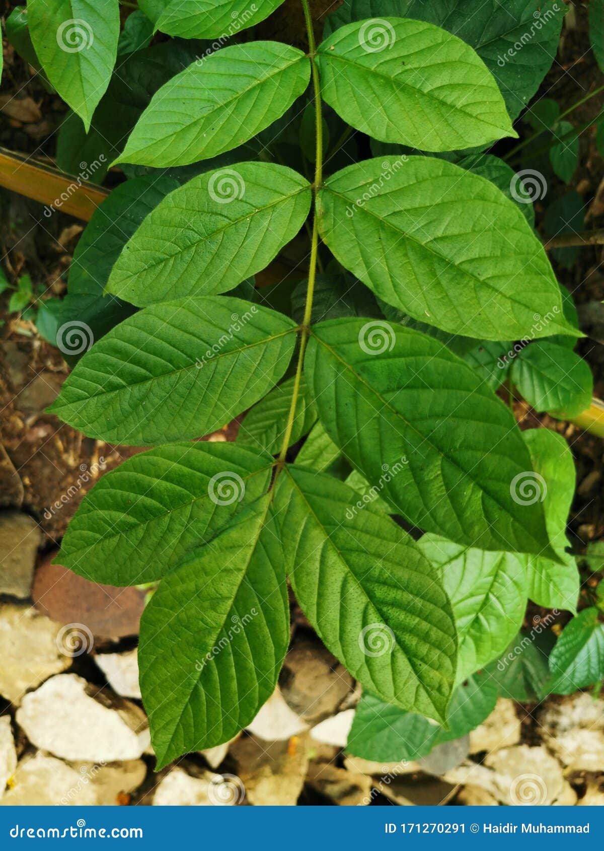 Beautiful and Fresh Green Leaves of Ash Tree Stock Image - Image of ...
