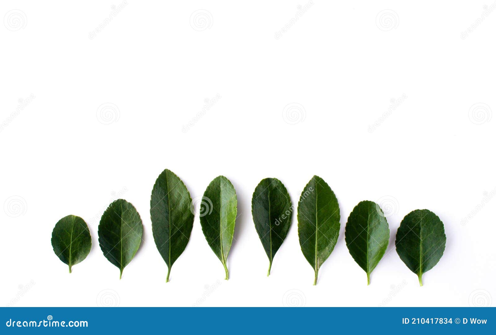 Beautiful Fresh Green Leaves in a Row Isolated on White Background ...