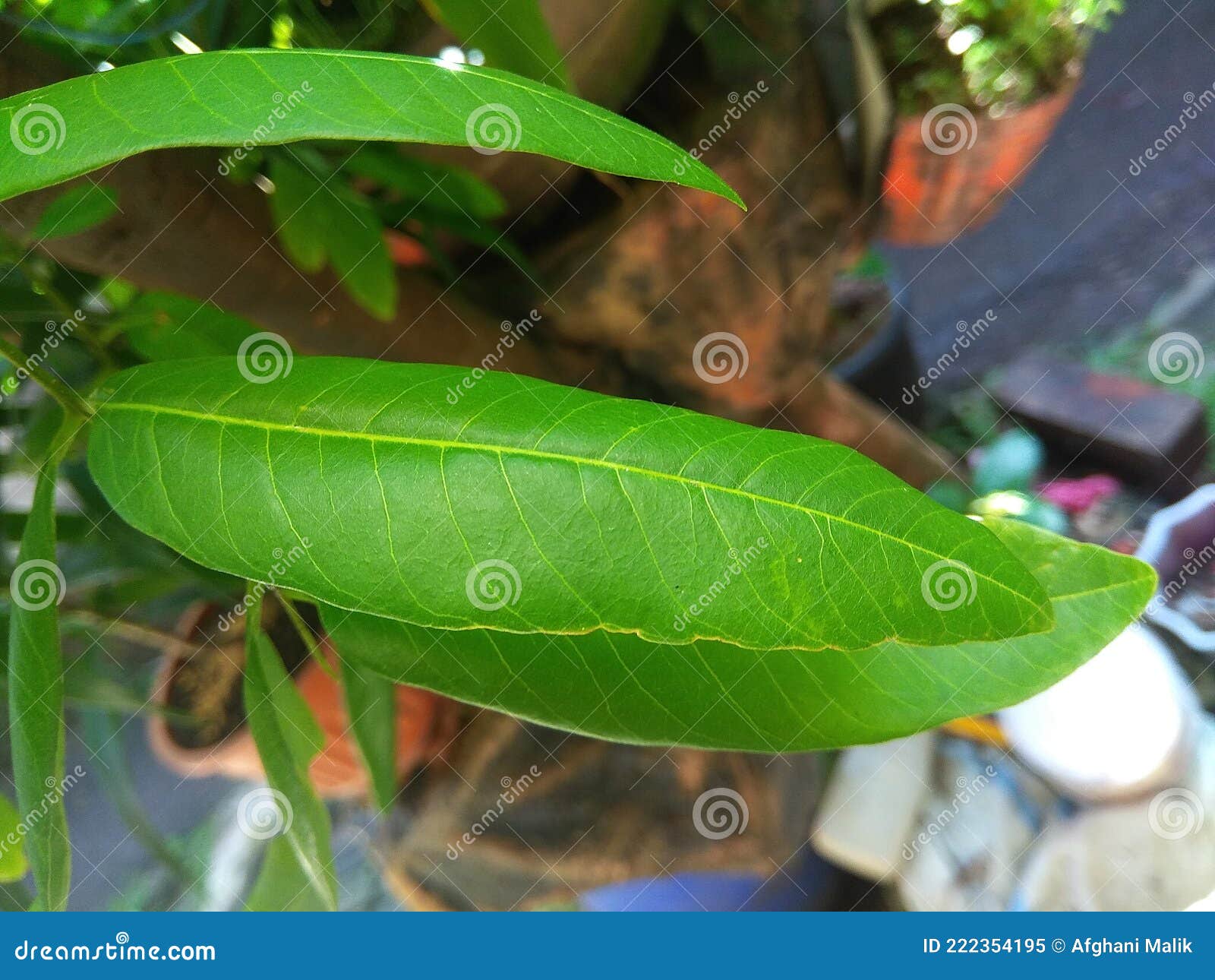 Beautiful Fresh Green Longan Leave Stock Image - Image of green, leave ...