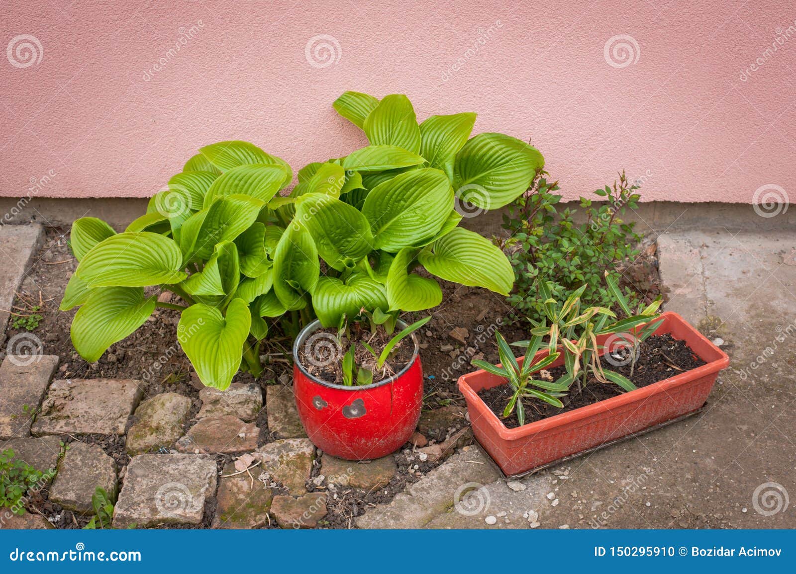 Beautiful Fresh Green Plants in the Garden Stock Photo - Image of hand ...
