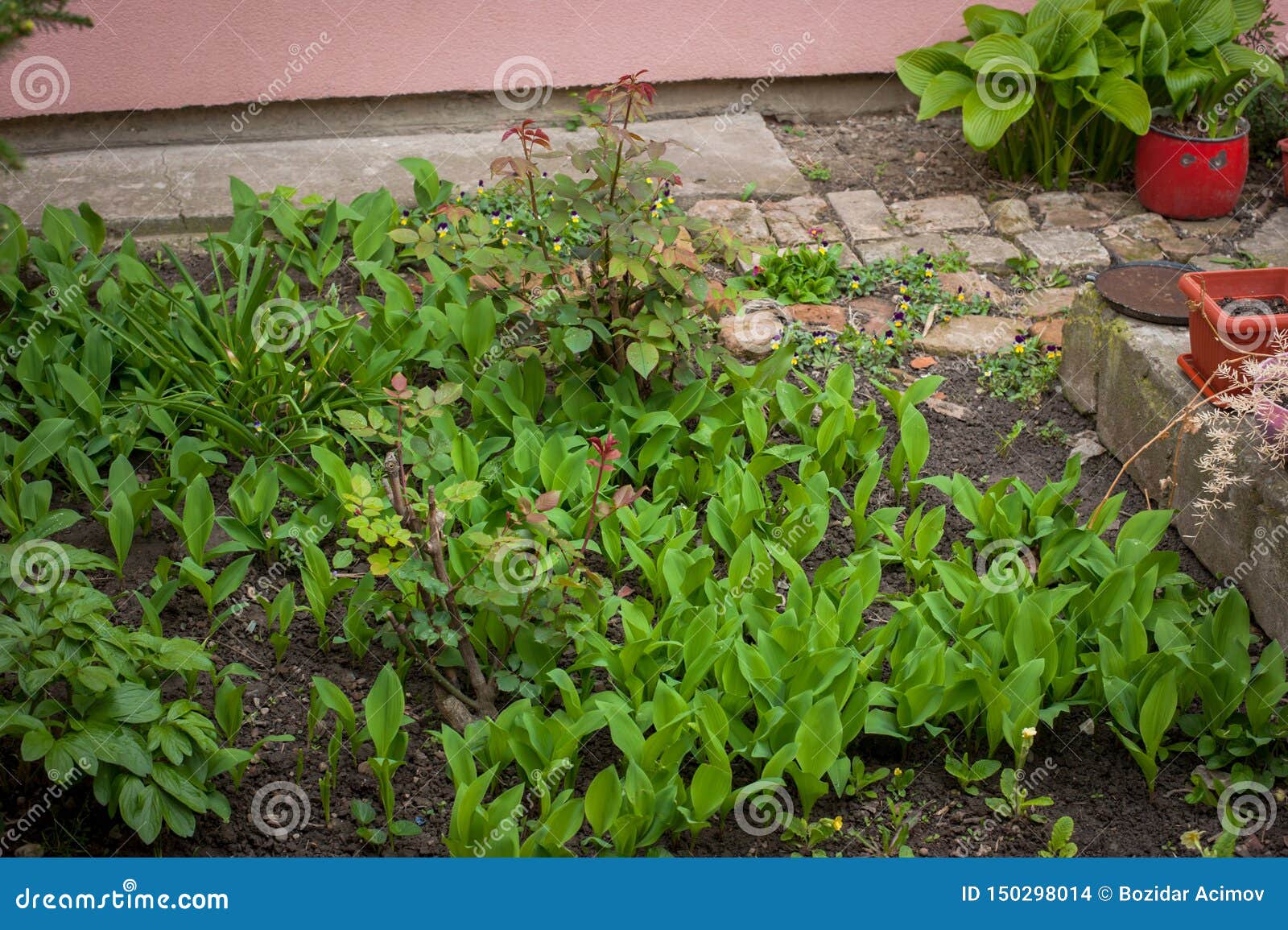 Beautiful Fresh Green Plants in the Garden Stock Photo - Image of ...