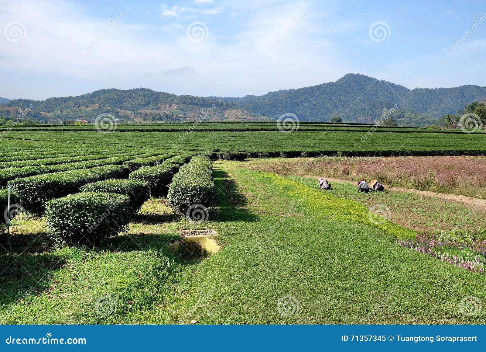 Beautiful Fresh Green Tea Plantation View with Workers Stock Image ...