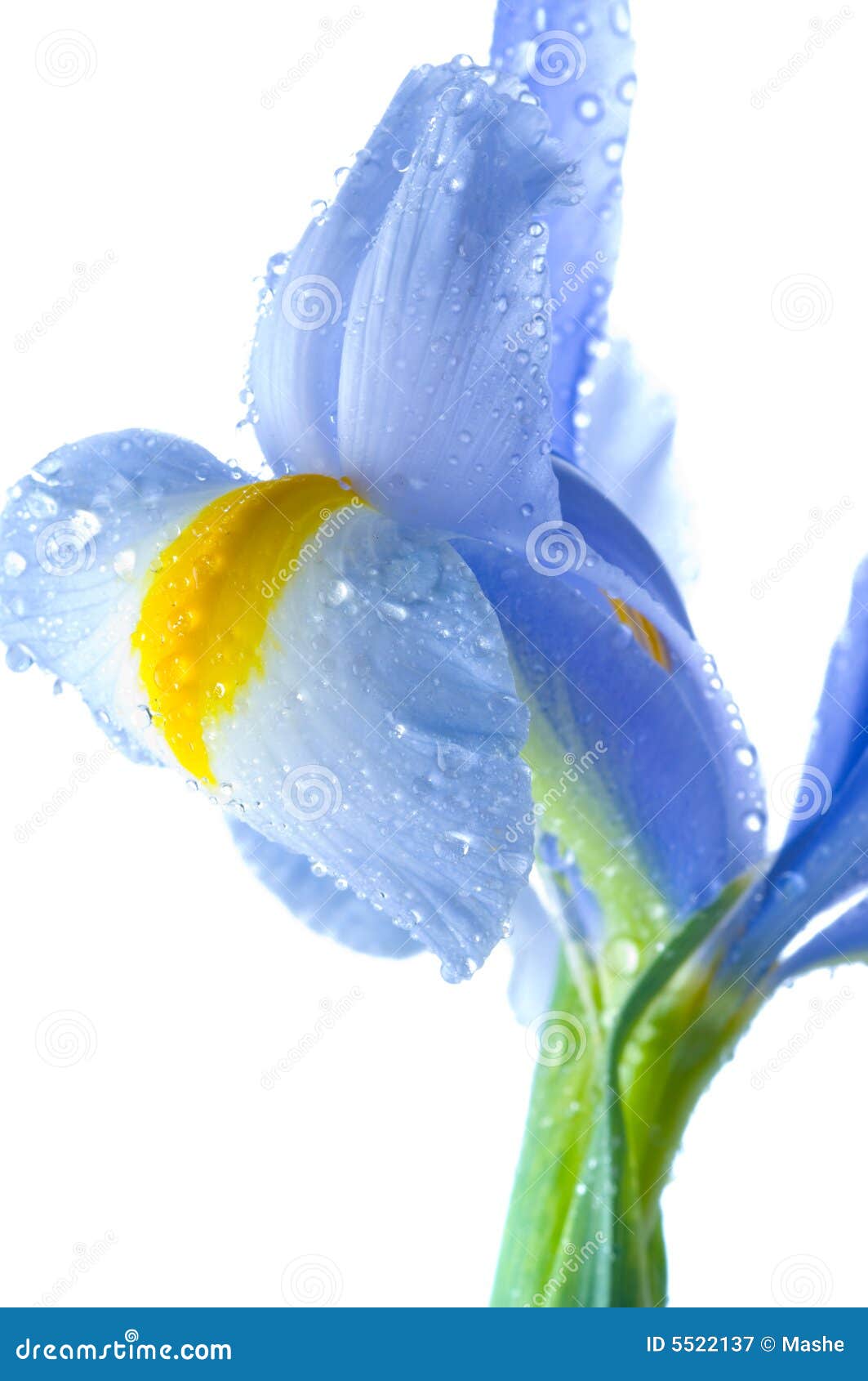 Beautiful fresh iris stock image. Image of dutch, floral - 5522137