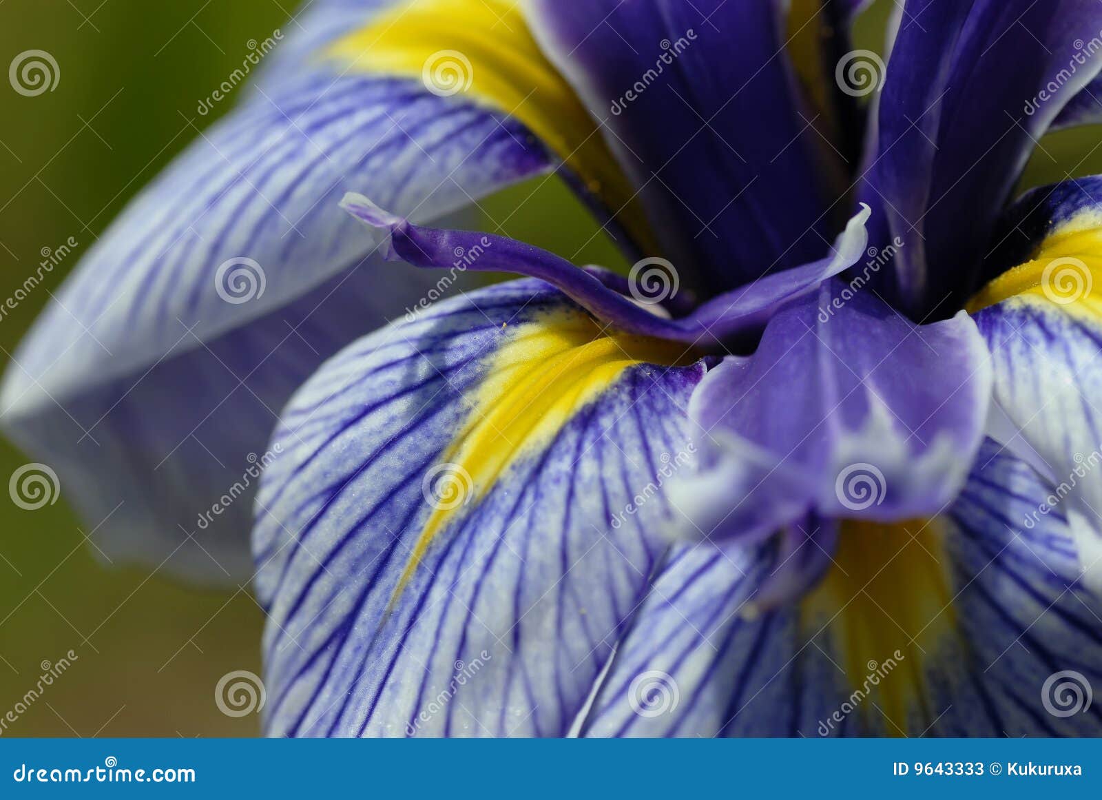 Beautiful fresh iris stock image. Image of green, flowerbed - 9643333