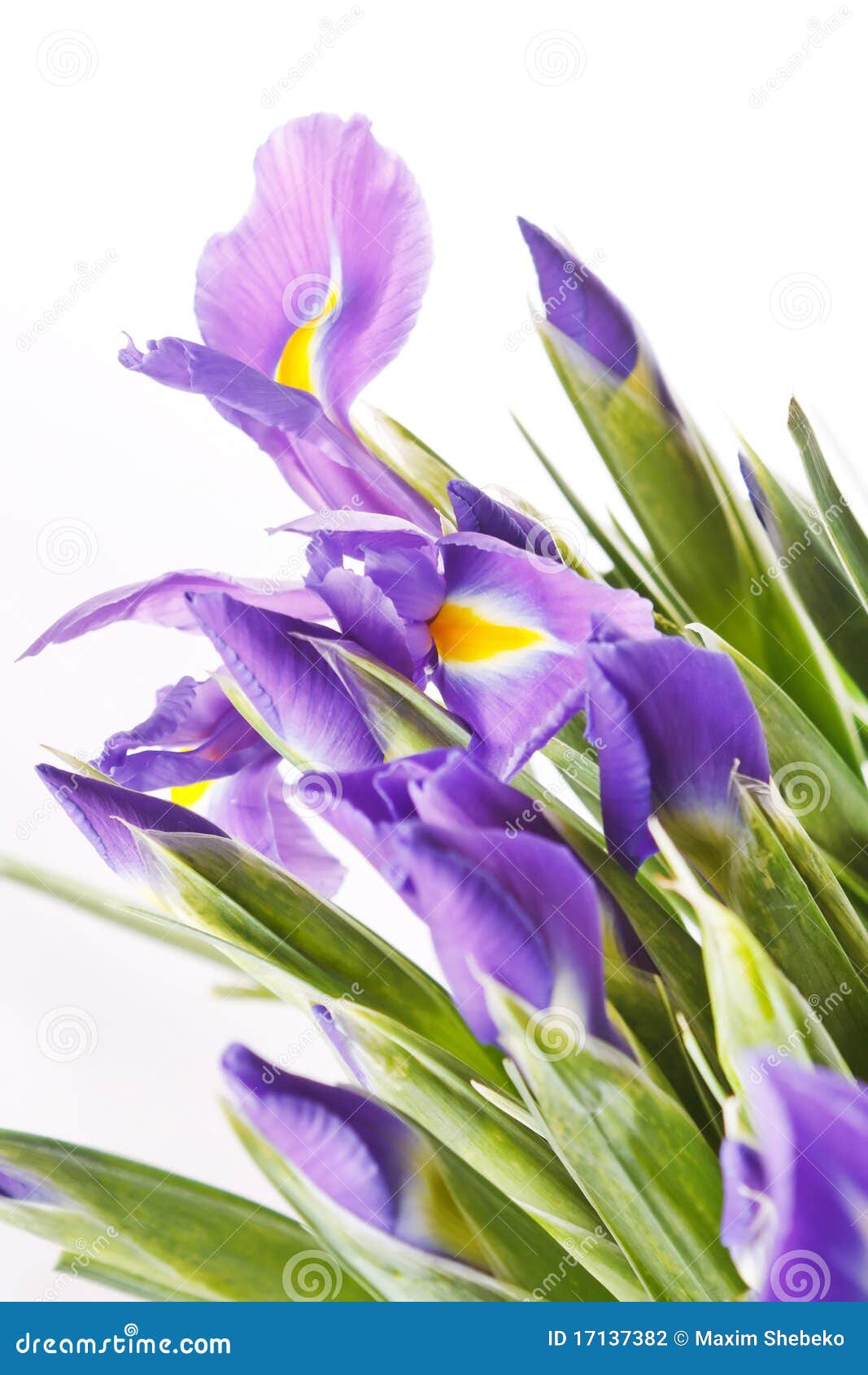 Beautiful Fresh Iris Flowers Stock Photo - Image of isolated, bouquet ...