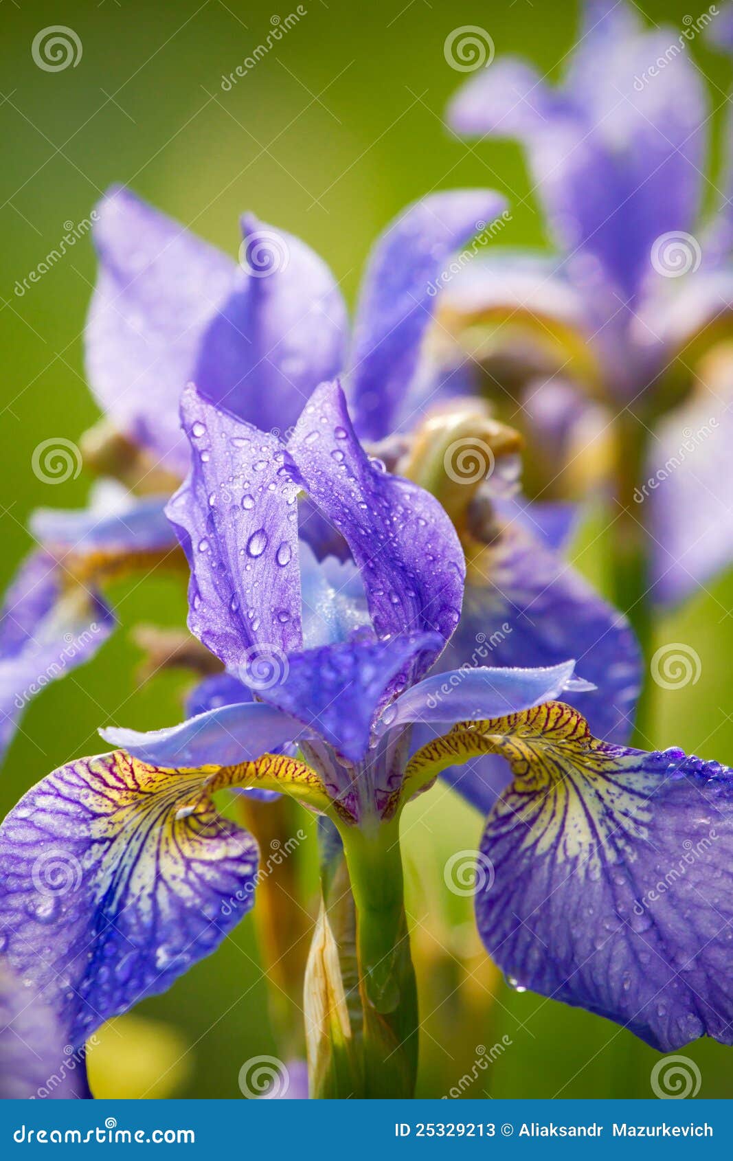 Beautiful Fresh Iris Flowers Stock Image - Image of florist, focus ...