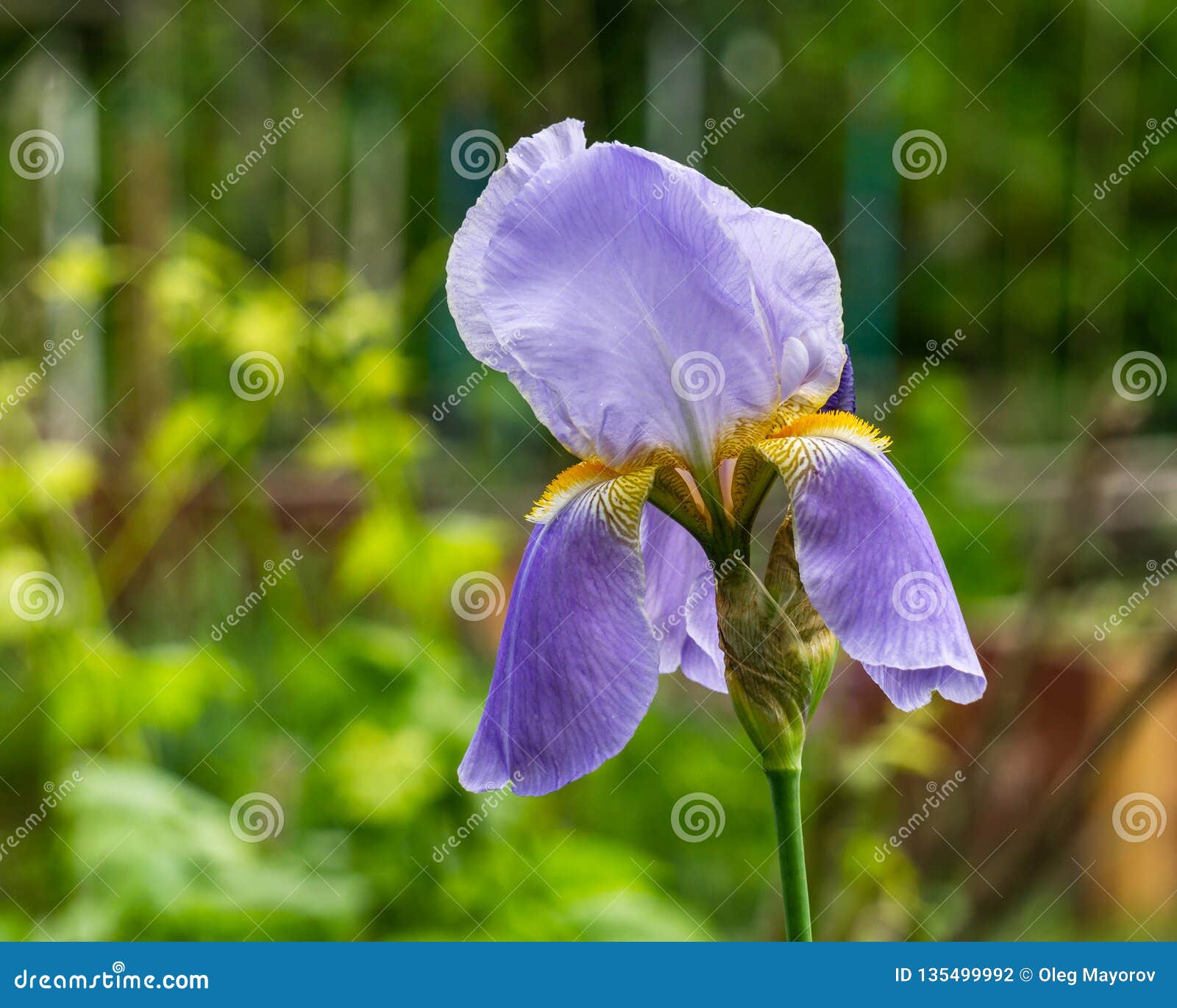 Beautiful Fresh Iris Flowers in the Garden Nature Background Stock ...
