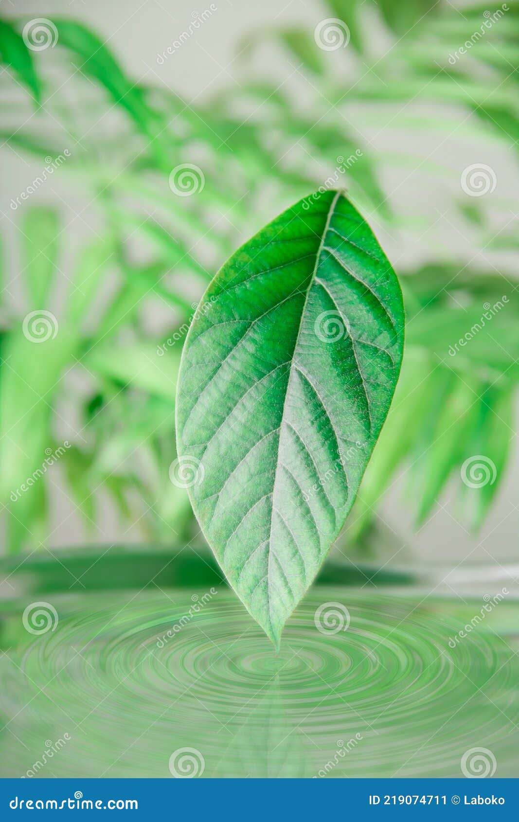 Beautiful Fresh Leaf Over Water with Reflection. SPA Concept Stock ...